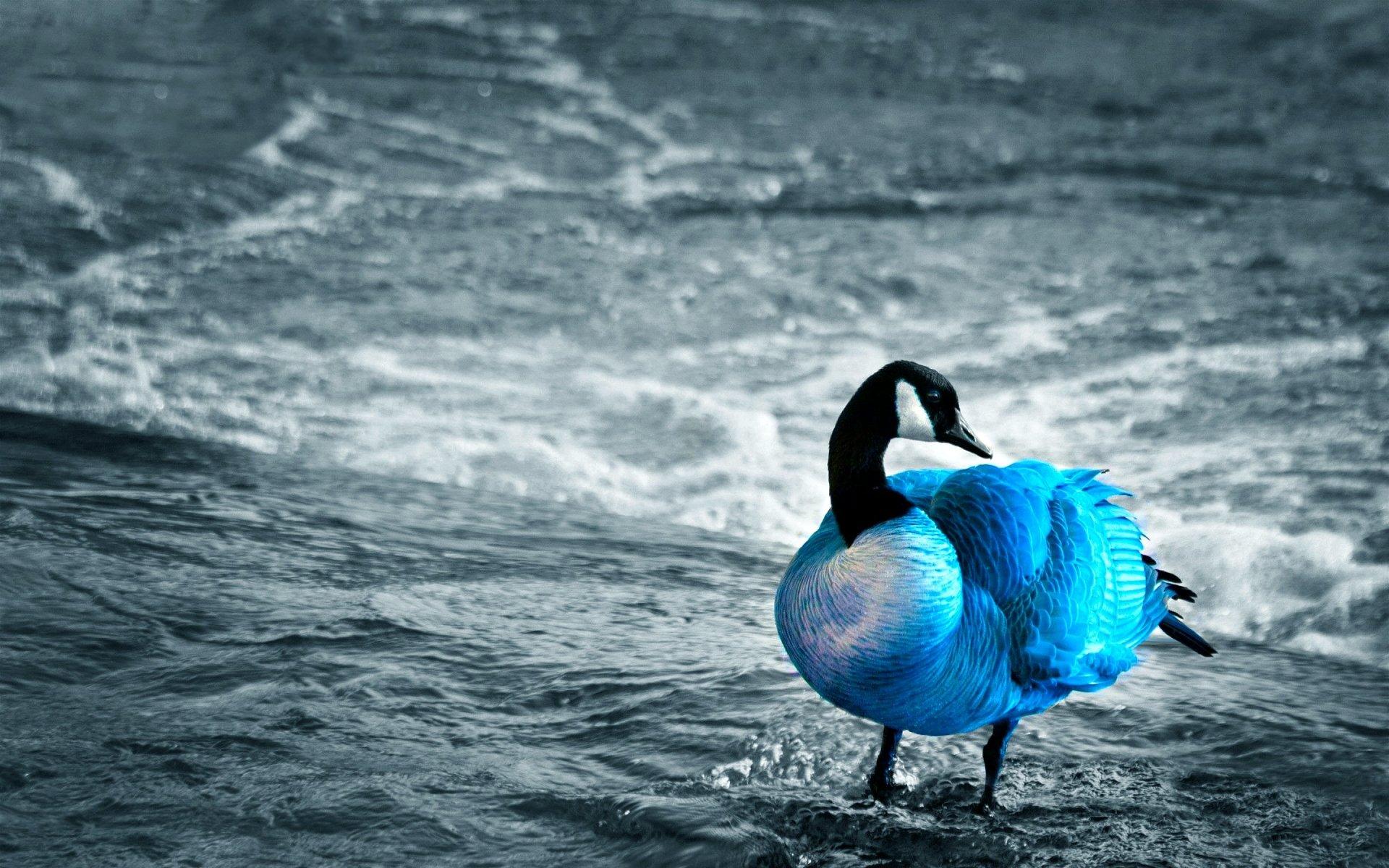 Funny Goose Wallpapers - Top Free Funny Goose Backgrounds - WallpaperAccess