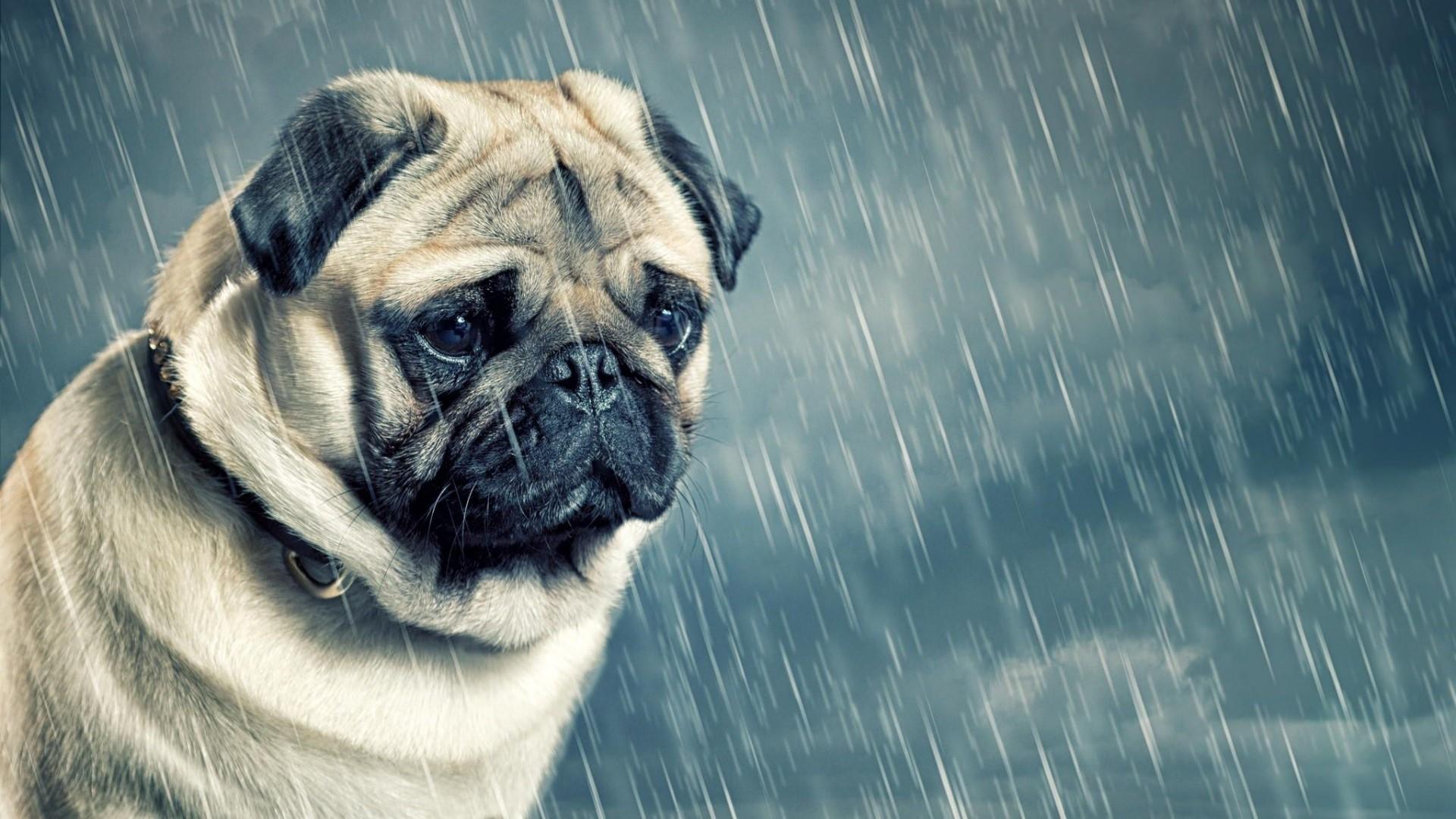 Cute Rain Wallpapers - Top Free Cute Rain Backgrounds - WallpaperAccess
