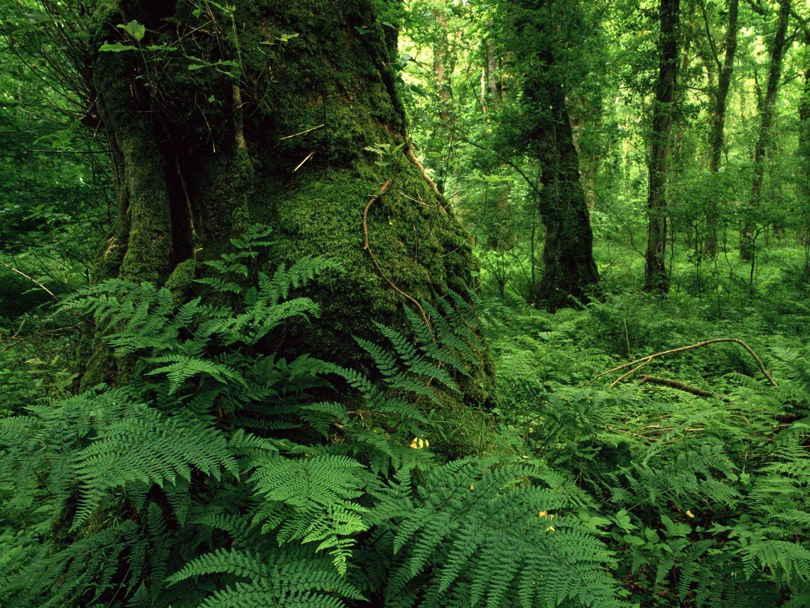 Ireland Forest Desktop Wallpapers - Top Free Ireland Forest Desktop ... Ireland Forest Desktop Wallpapers - Top Free Ireland Forest Desktop ...