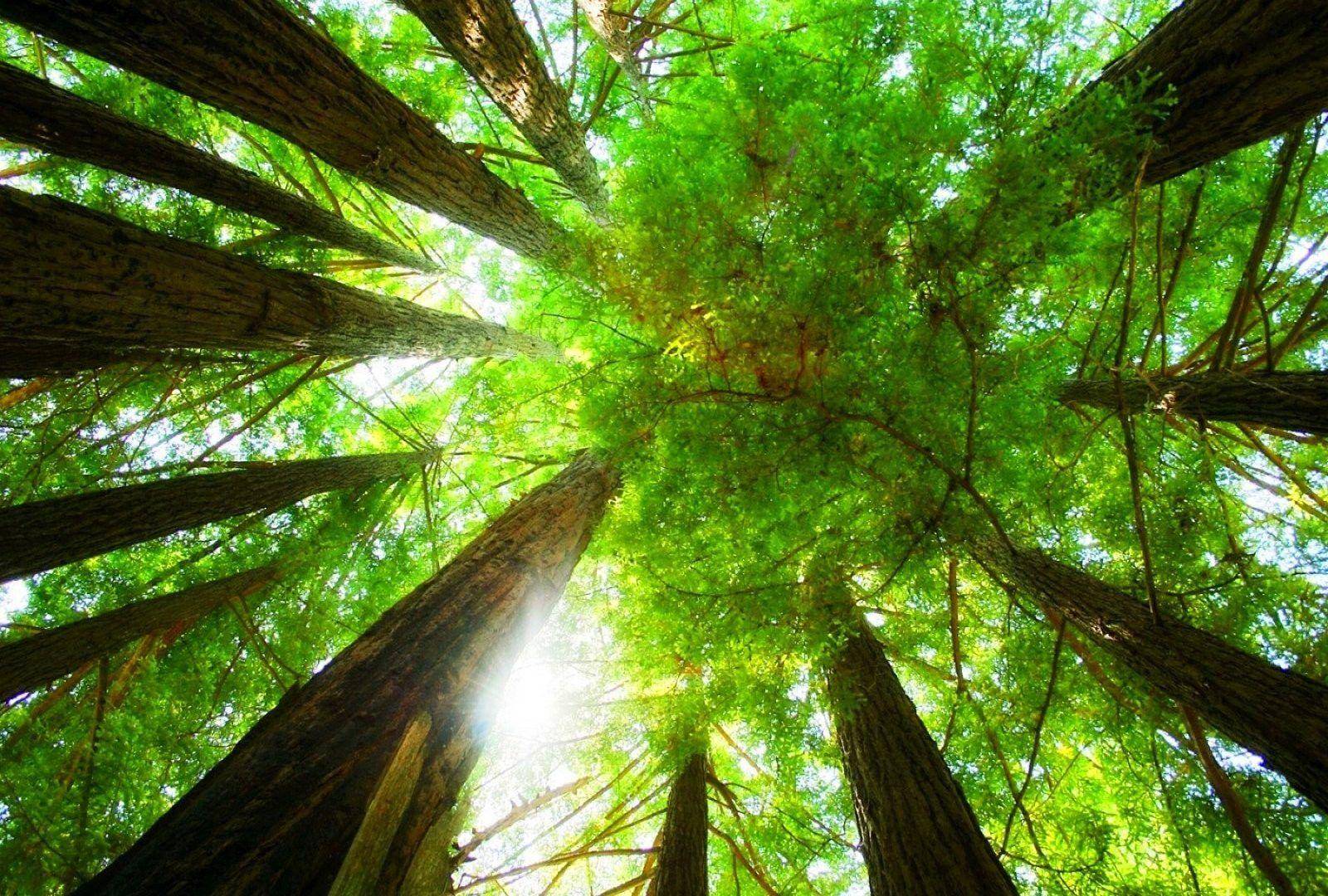 Ireland Forest Desktop Wallpapers - Top Free Ireland Forest Desktop ...