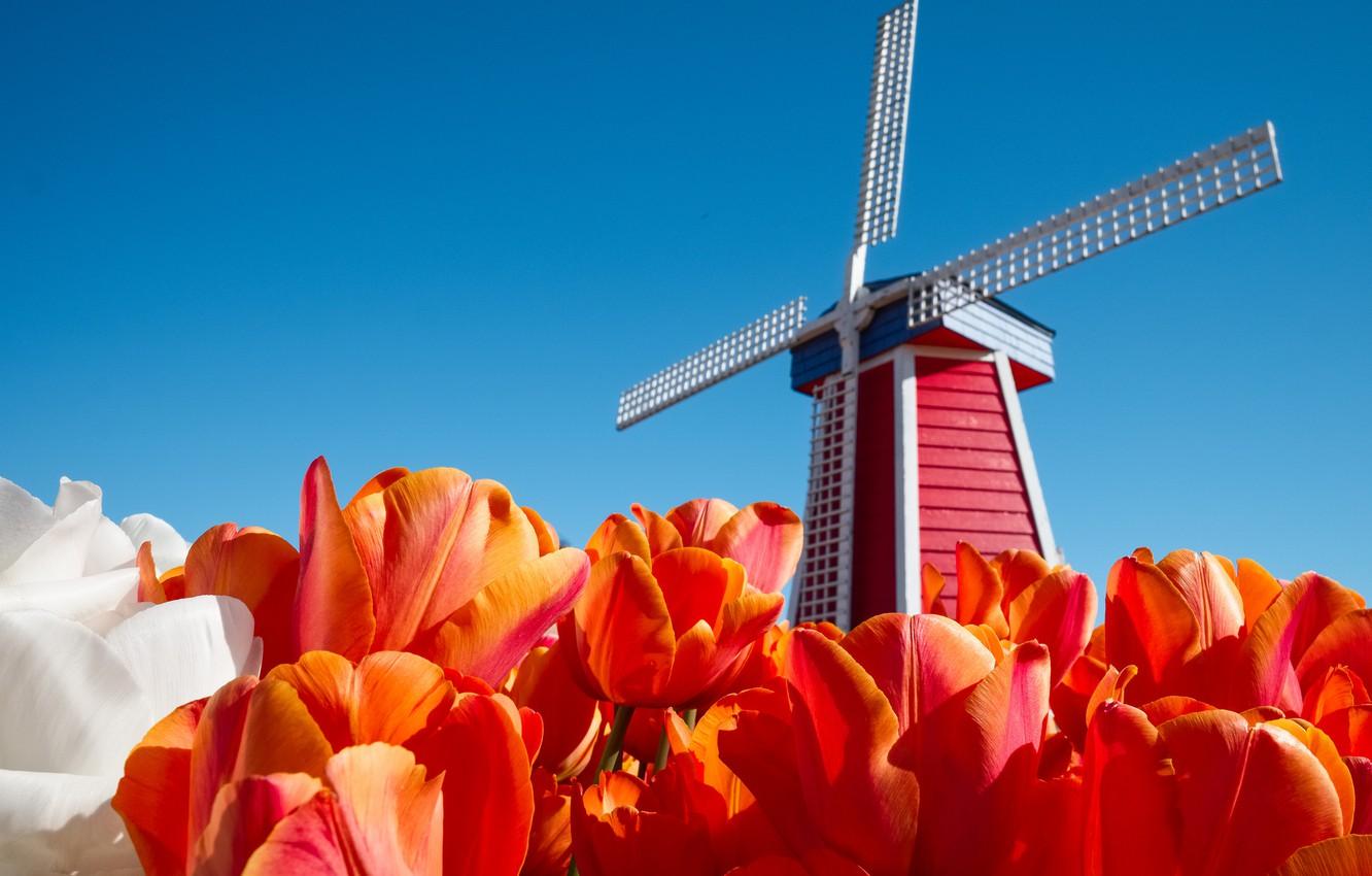 Dutch Windmill Wallpapers - Top Free Dutch Windmill Backgrounds ...