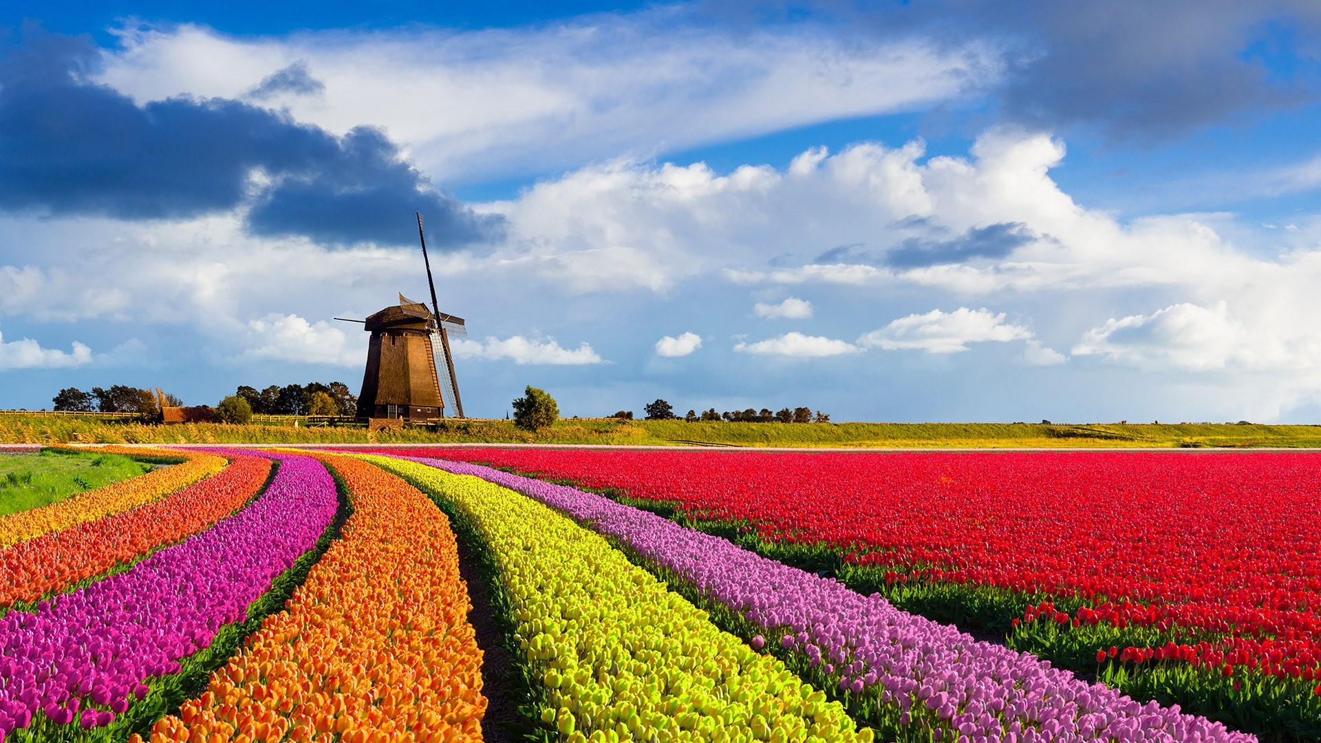 Dutch Windmill Wallpapers - Top Free Dutch Windmill Backgrounds ...