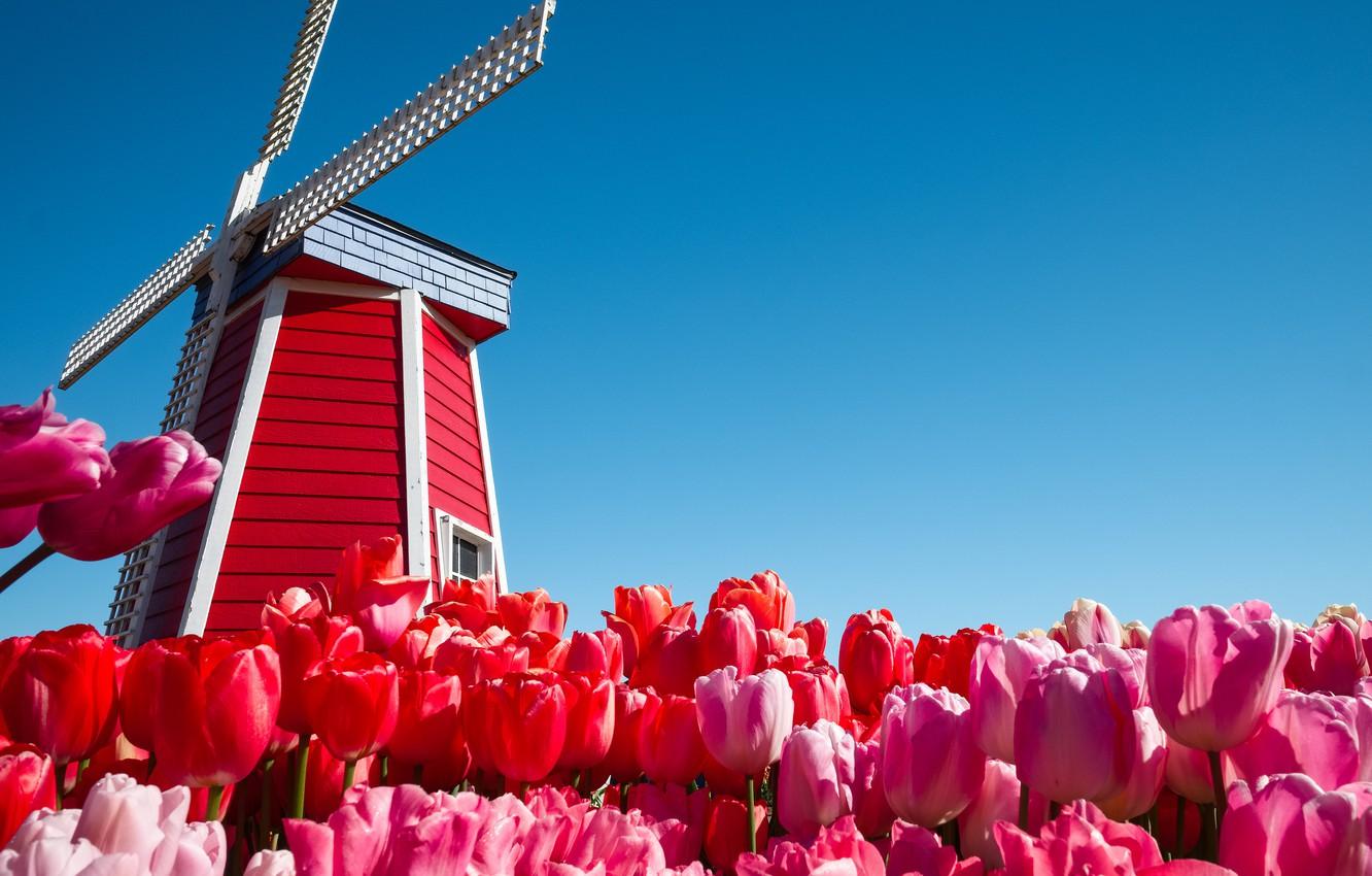 Dutch Windmill Wallpapers - Top Free Dutch Windmill Backgrounds ...