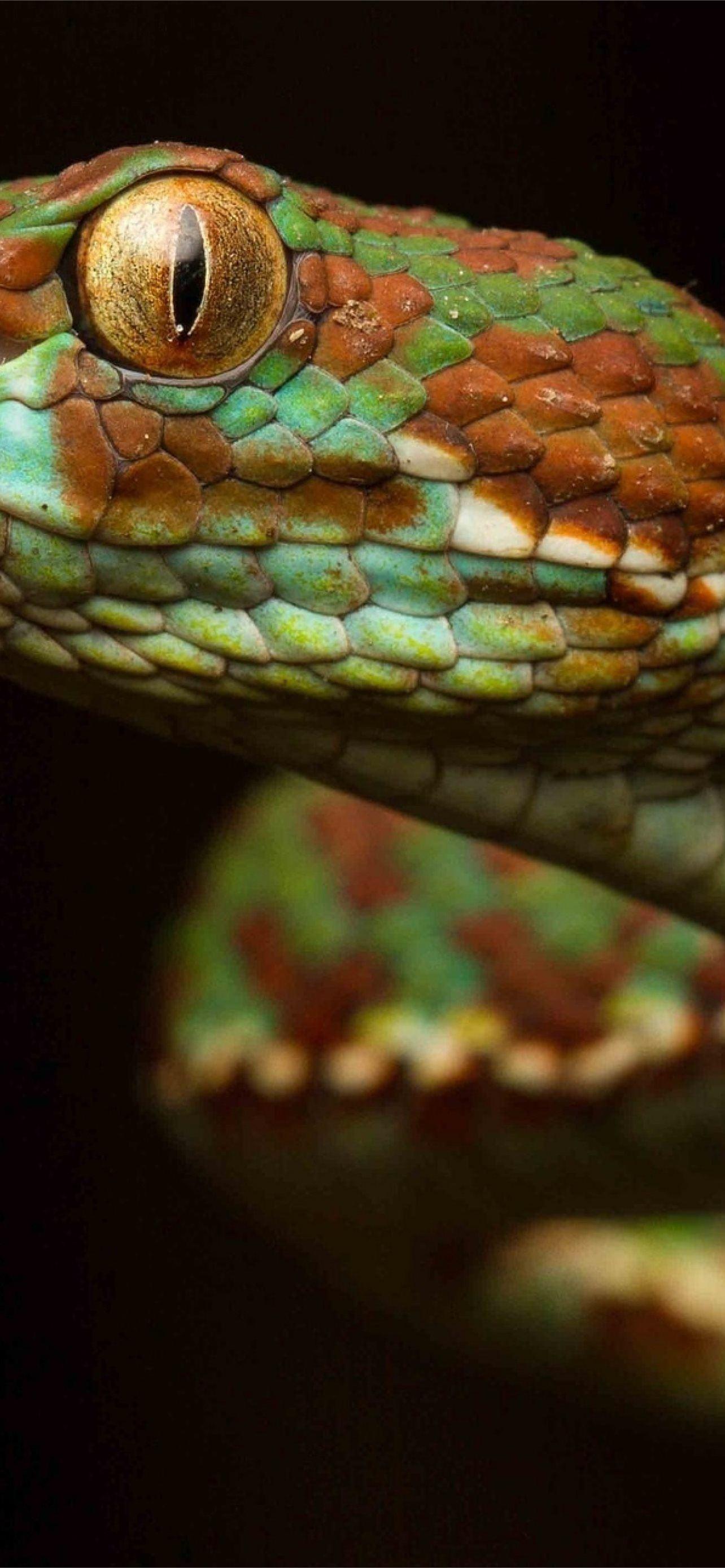 Viper Snake iPhone Wallpapers - Top Free Viper Snake iPhone Backgrounds ...
