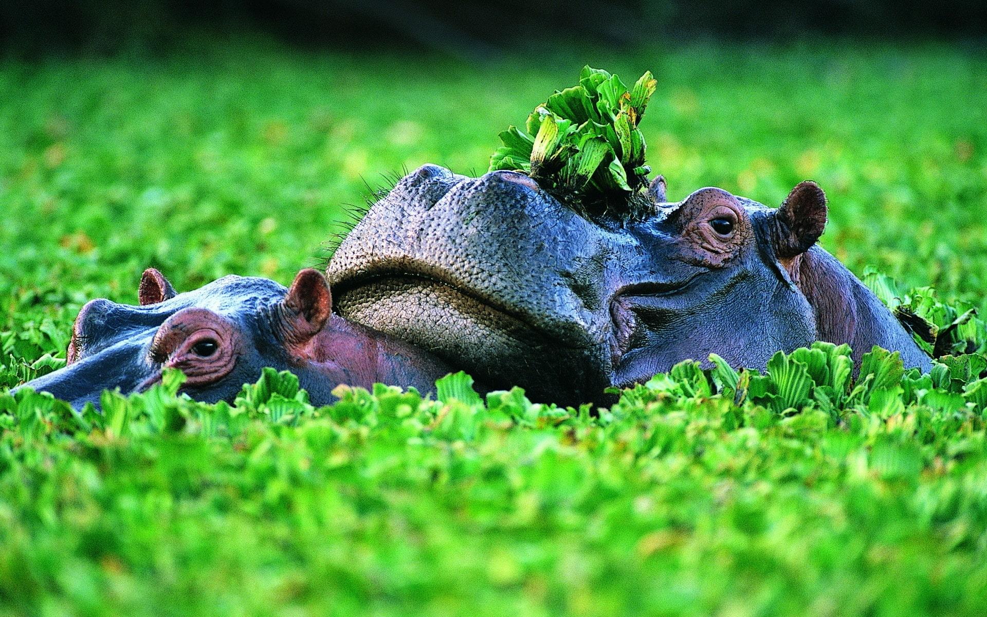 Hippo Desktop Wallpapers - Top Free Hippo Desktop Backgrounds ...
