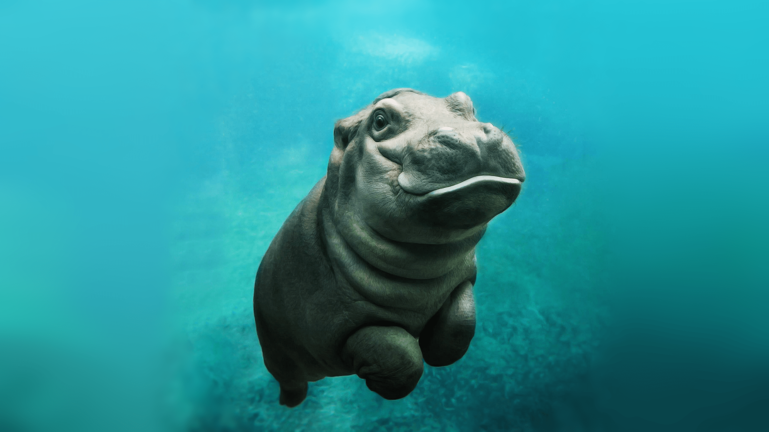 Hippo Desktop Wallpapers - Top Free Hippo Desktop Backgrounds ...