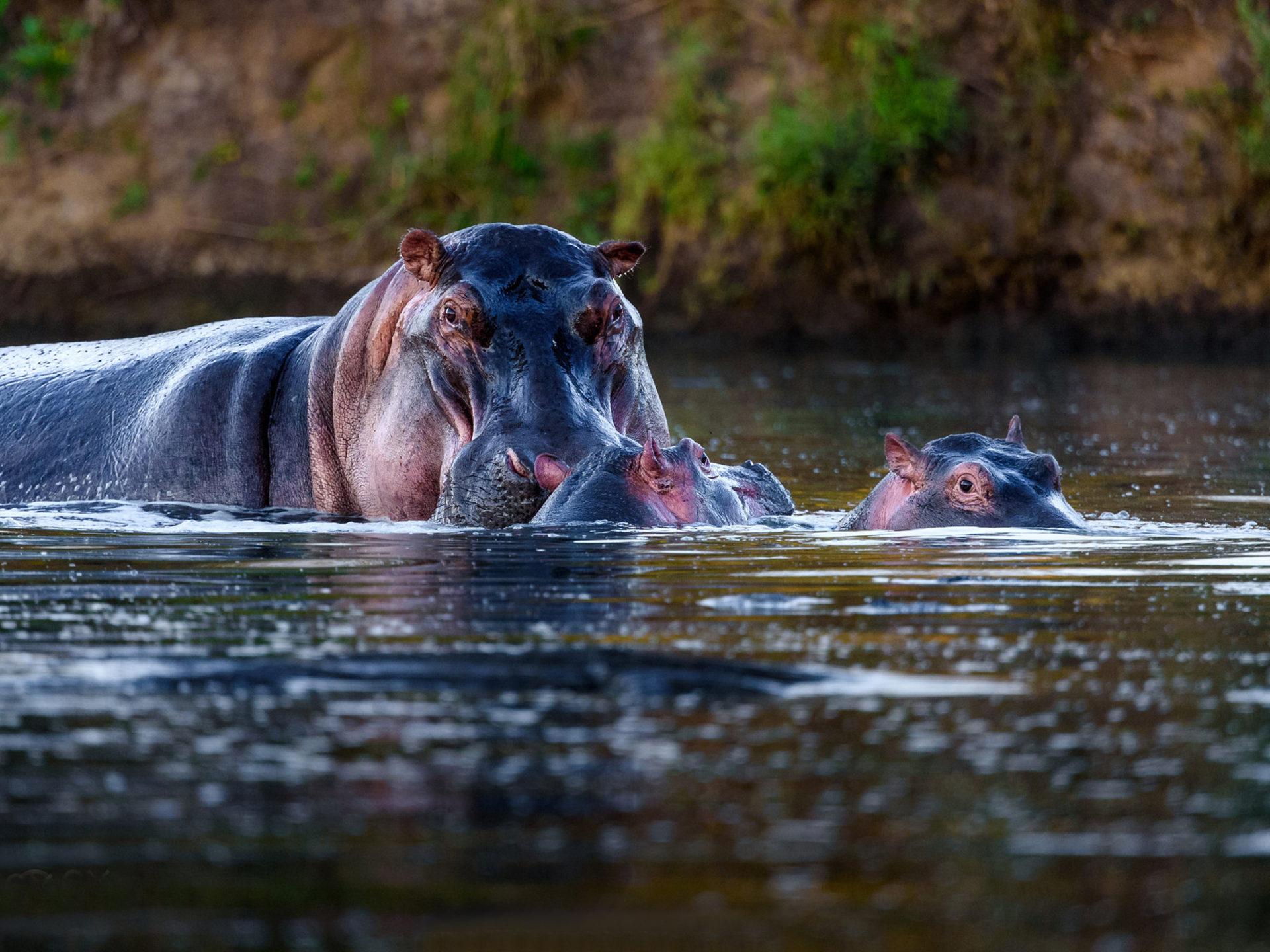 Hippo Desktop Wallpapers - Top Free Hippo Desktop Backgrounds ...