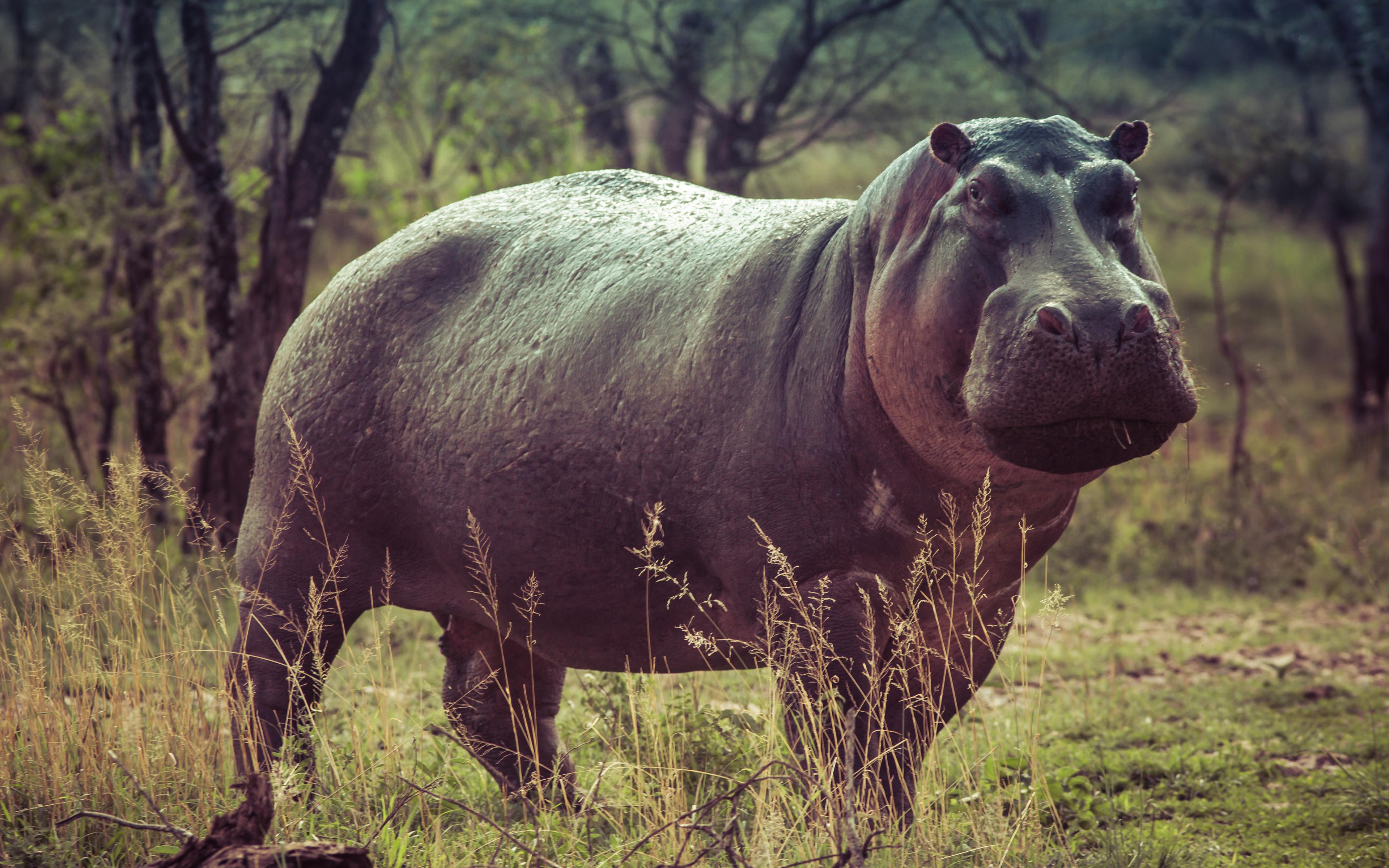 Hippo Desktop Wallpapers - Top Free Hippo Desktop Backgrounds ...