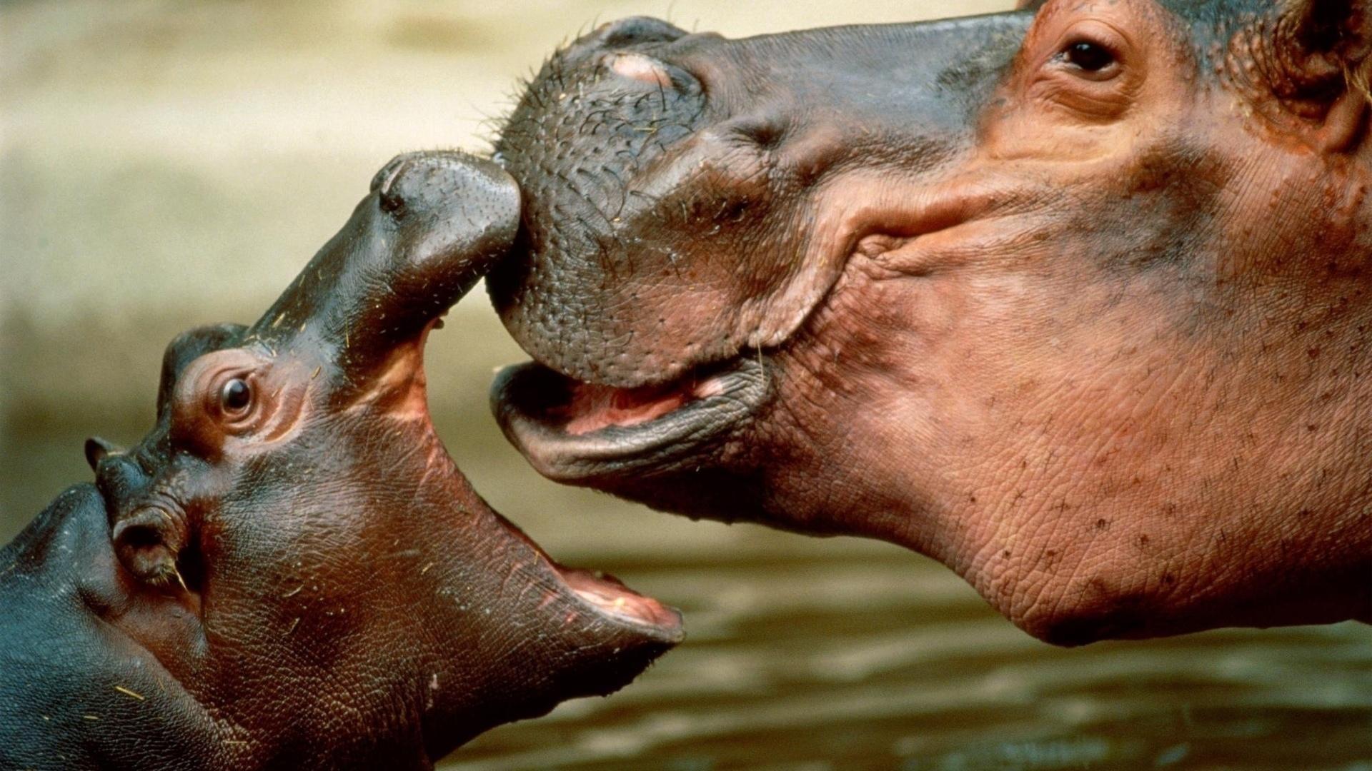 Hippo Desktop Wallpapers - Top Free Hippo Desktop Backgrounds ...