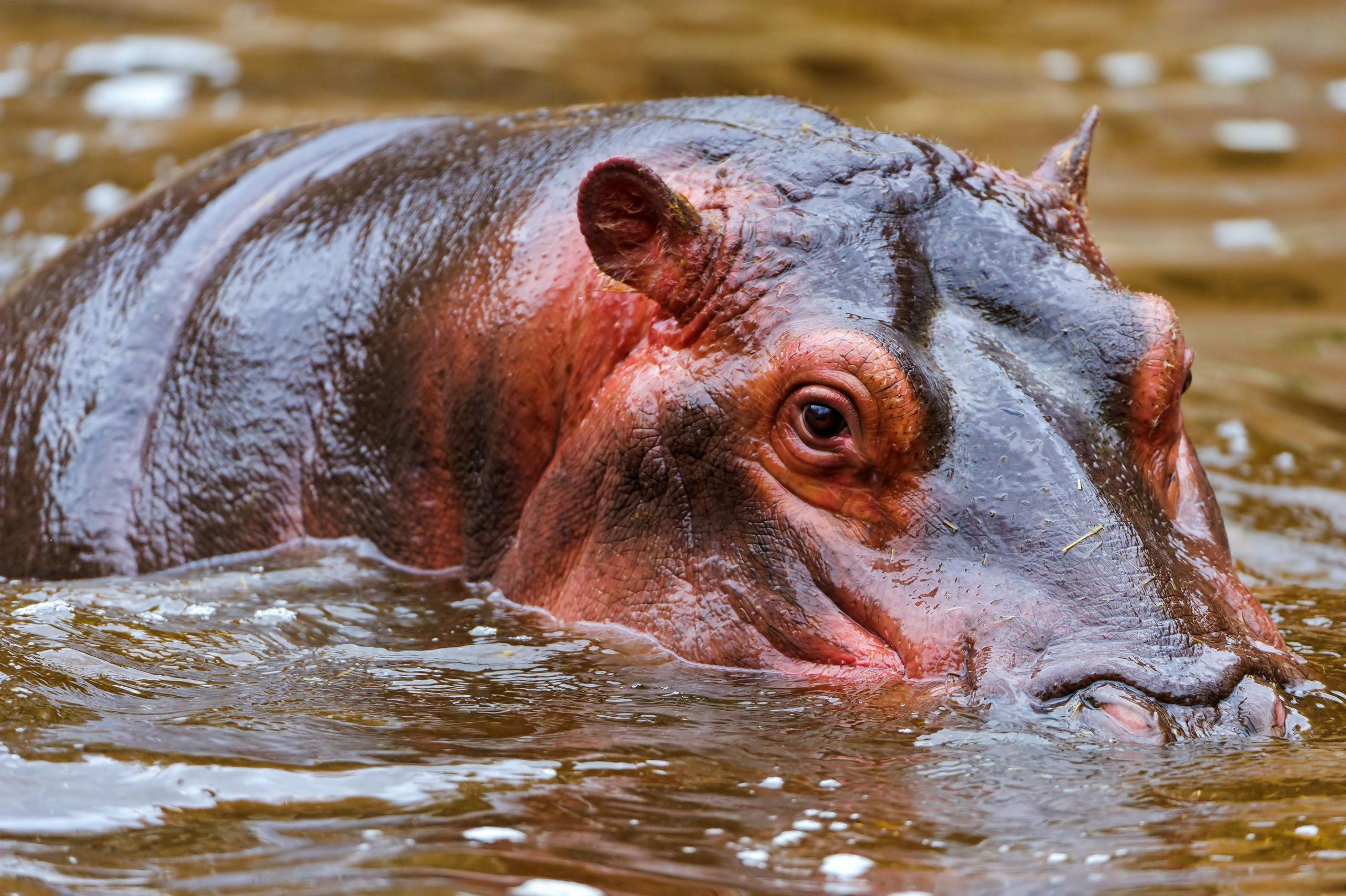 Hippo Desktop Wallpapers - Top Free Hippo Desktop Backgrounds ...