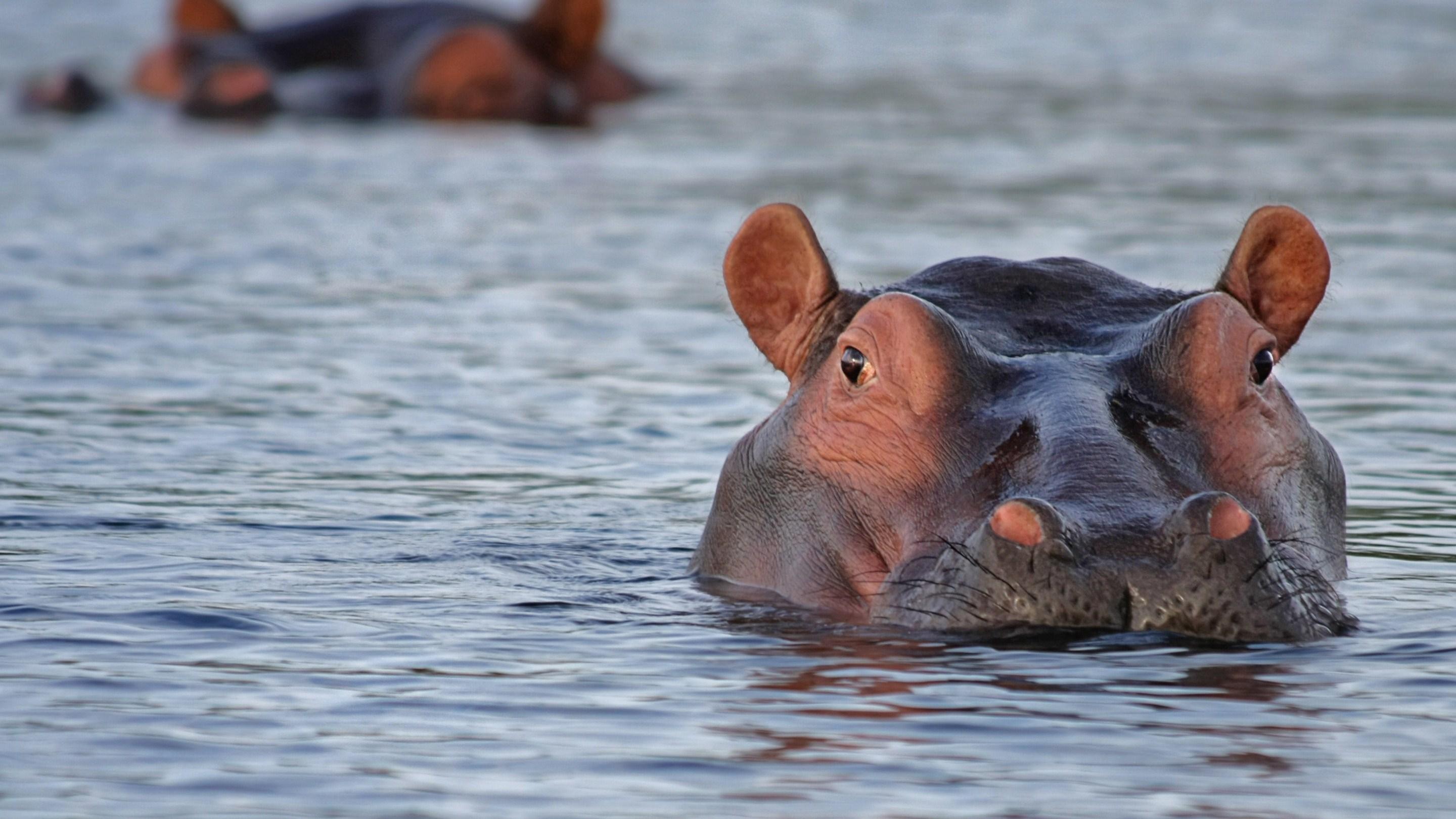 Hippo Desktop Wallpapers - Top Free Hippo Desktop Backgrounds ...