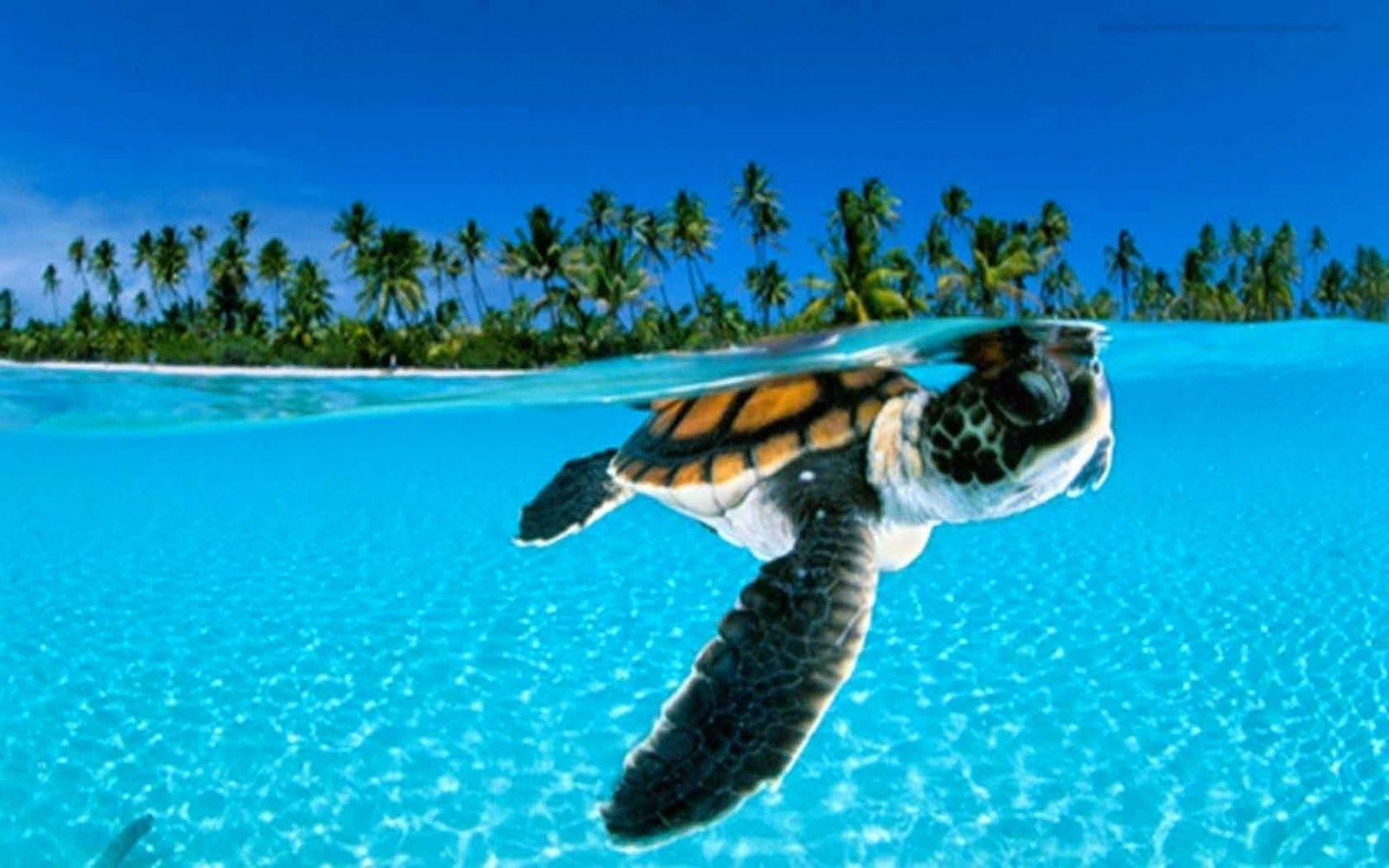 Water Animal Wallpapers - Top Free Water Animal Backgrounds ...