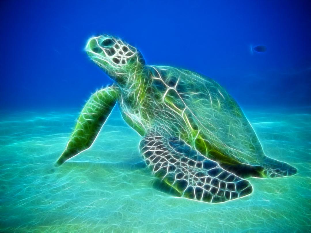 Water Animal Wallpapers - Top Free Water Animal Backgrounds ...