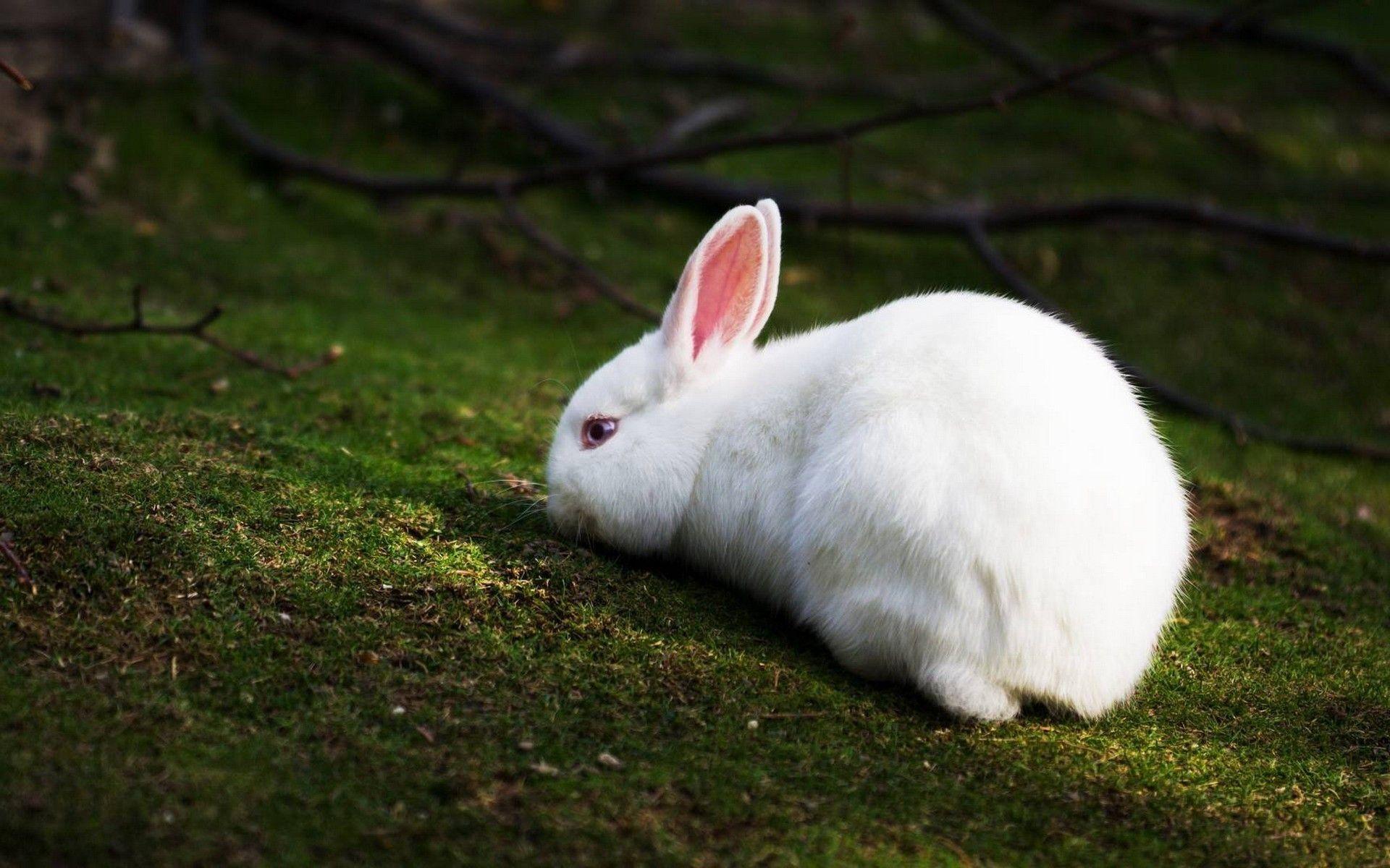 Rabbit Animal Wallpapers - Top Free Rabbit Animal Backgrounds ...