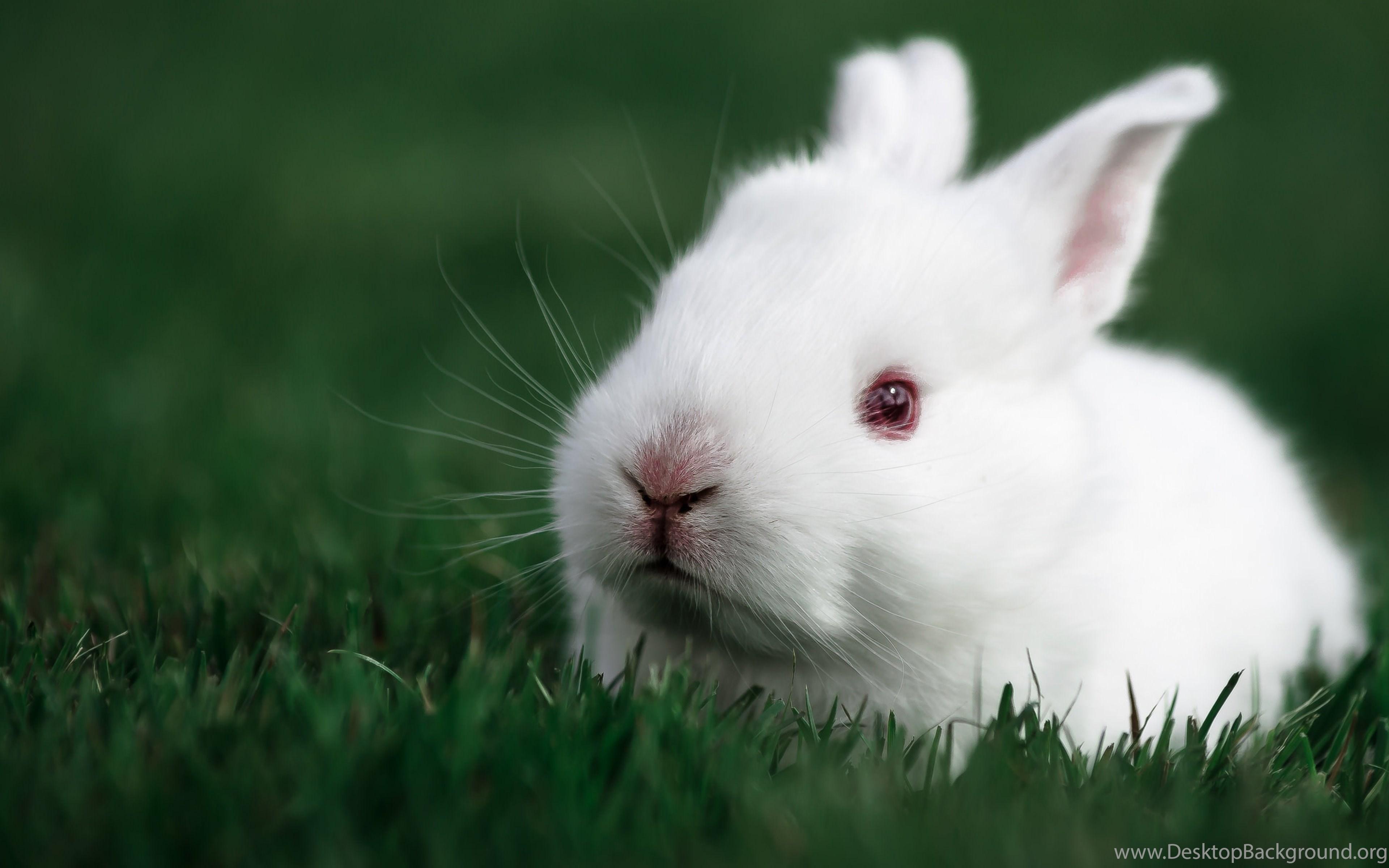 Rabbit Animal Wallpapers - Top Free Rabbit Animal Backgrounds ...