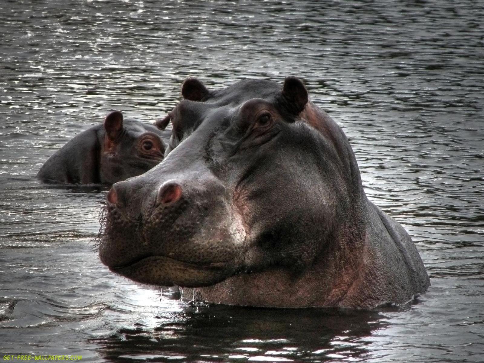 Hippo Desktop Wallpapers - Top Free Hippo Desktop Backgrounds ...