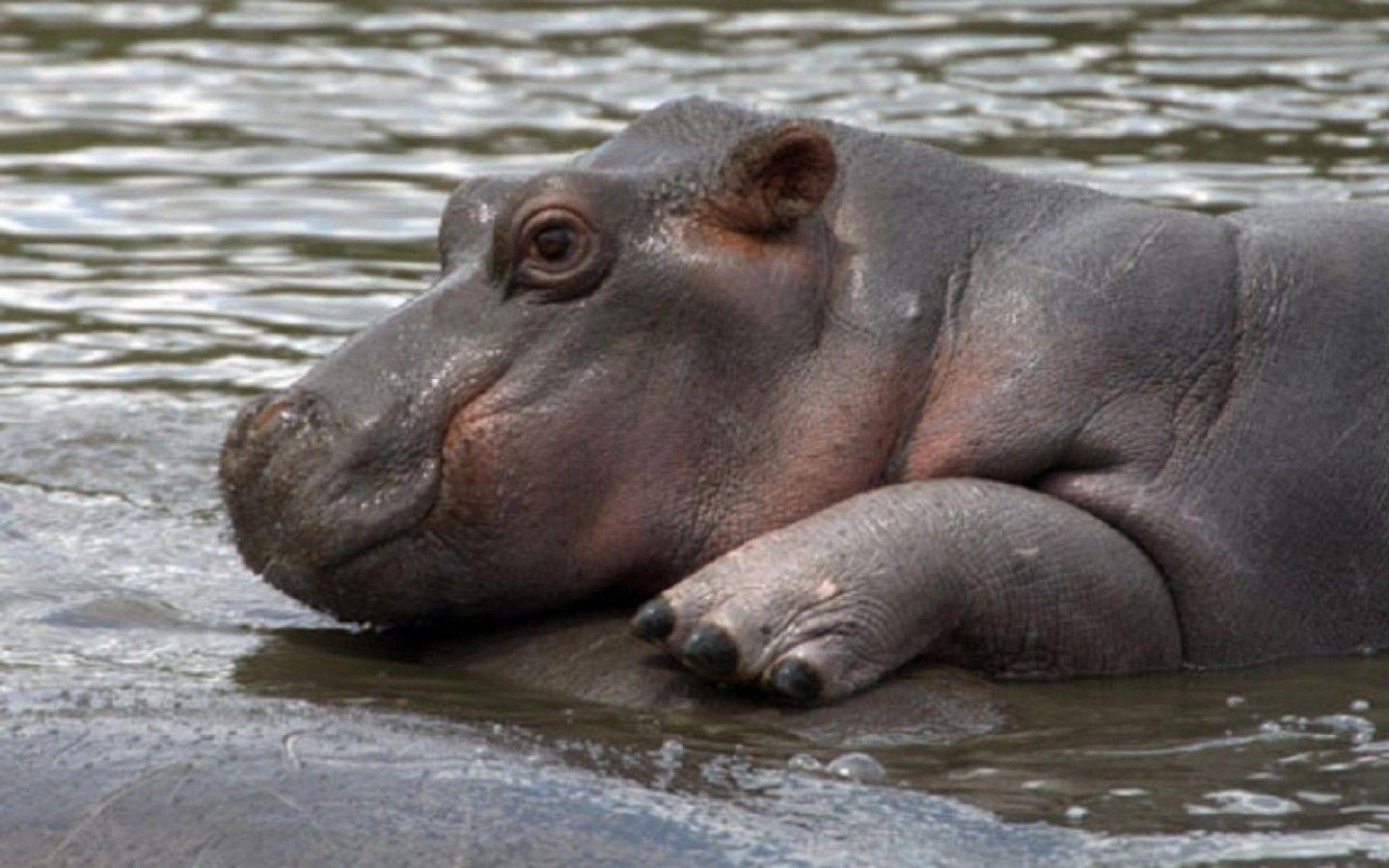Hippo Desktop Wallpapers - Top Free Hippo Desktop Backgrounds ...