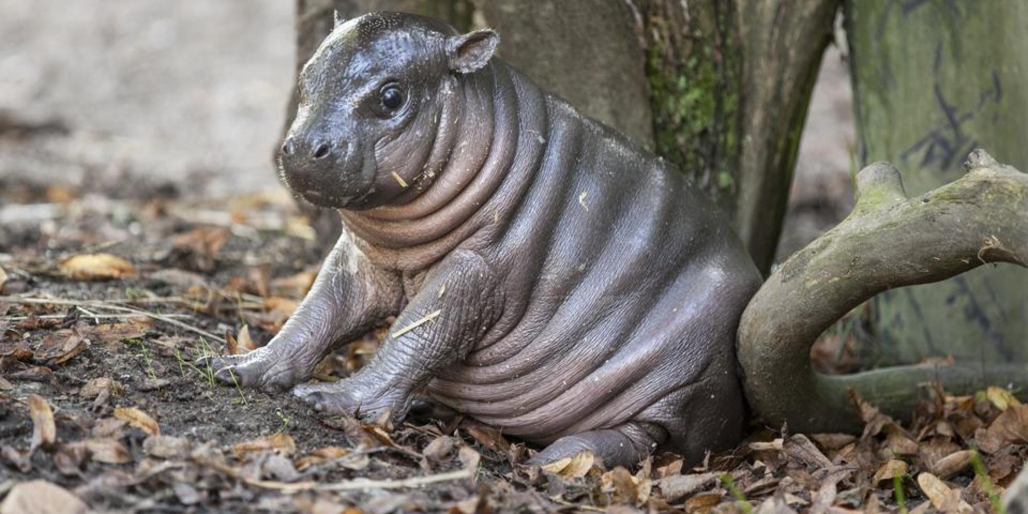 Hippo Desktop Wallpapers - Top Free Hippo Desktop Backgrounds ...