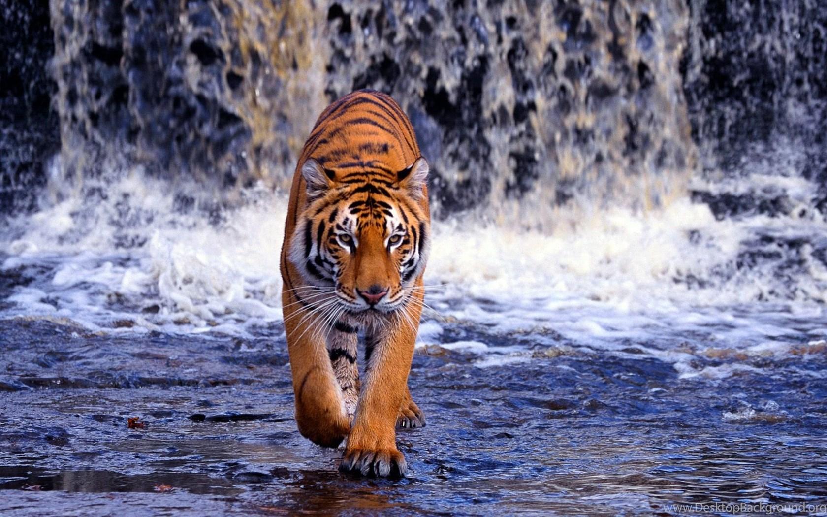 Water Animal Wallpapers - Top Free Water Animal Backgrounds ...