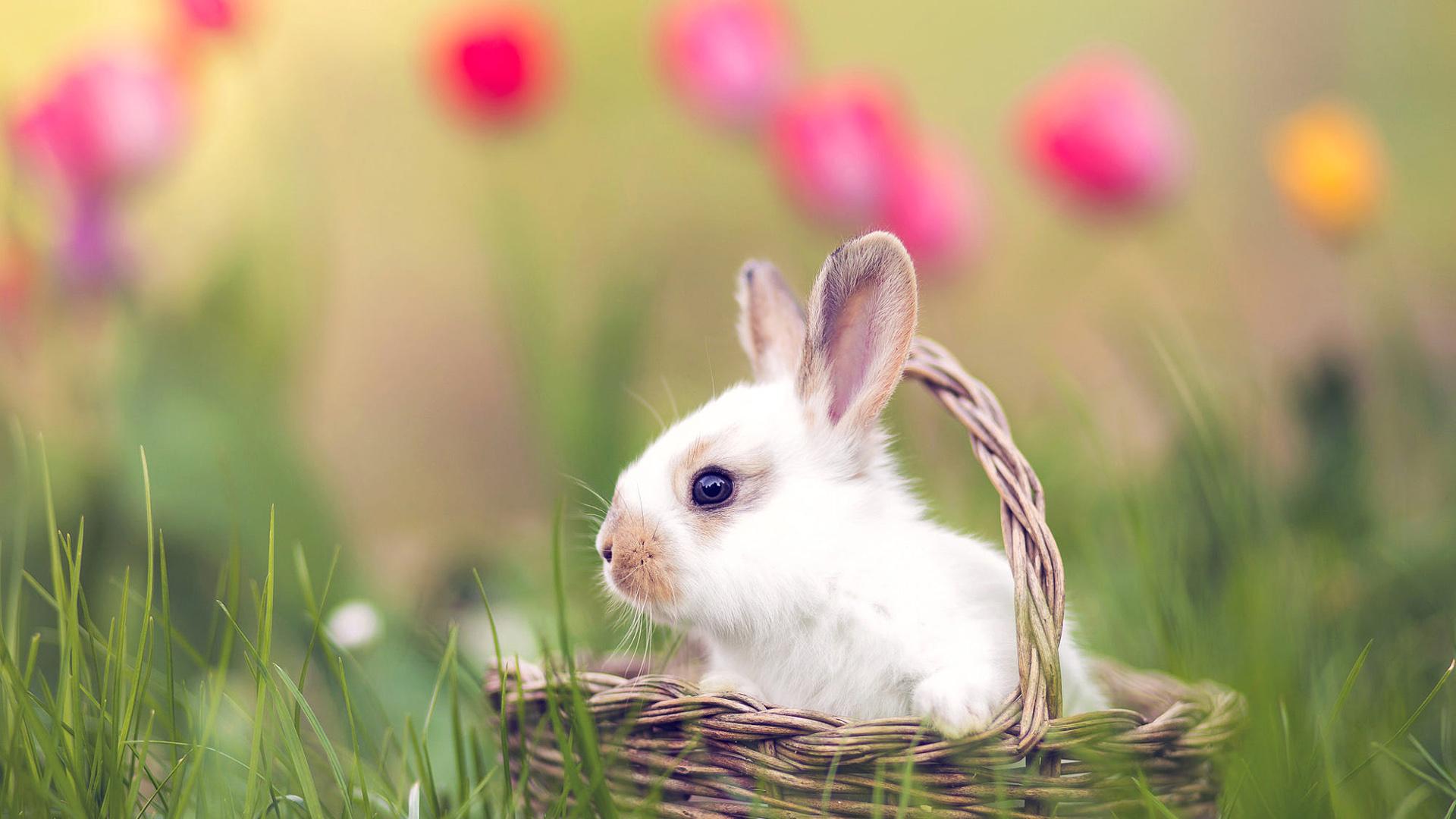 Rabbit Animal Wallpapers - Top Free Rabbit Animal Backgrounds ...