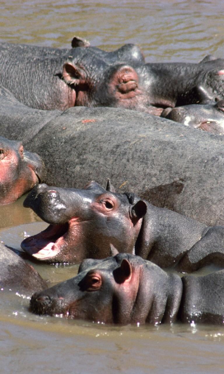 Hippo Desktop Wallpapers - Top Free Hippo Desktop Backgrounds ...