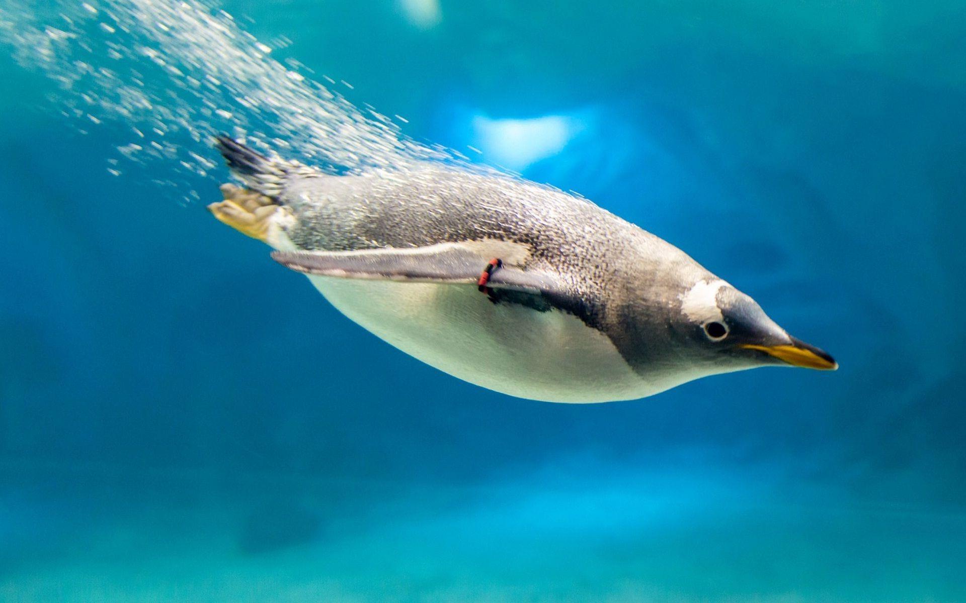 Water Animal Wallpapers - Top Free Water Animal Backgrounds ...
