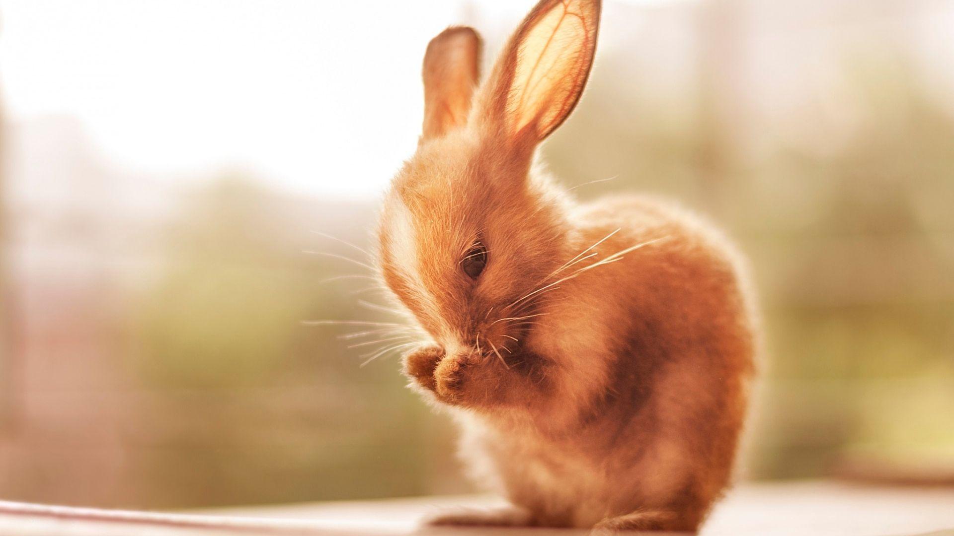 Rabbit Animal Wallpapers - Top Free Rabbit Animal Backgrounds ...