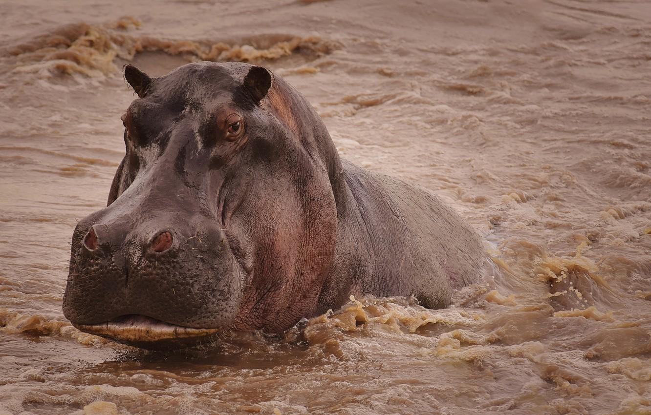 Hippo Desktop Wallpapers - Top Free Hippo Desktop Backgrounds ...