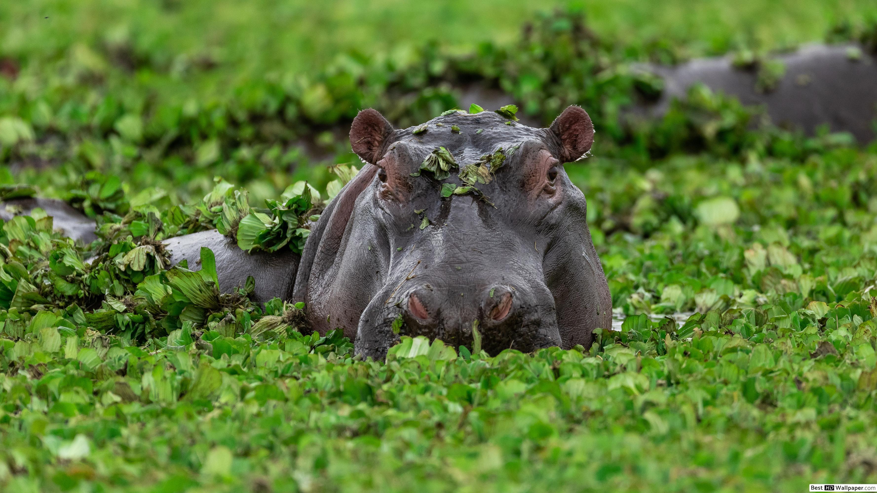 Hippo Desktop Wallpapers - Top Free Hippo Desktop Backgrounds ...