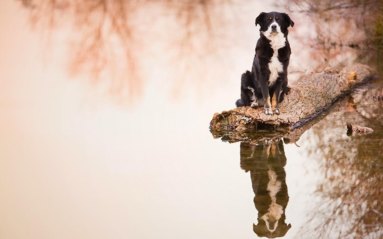 Water Dog Wallpapers - Top Free Water Dog Backgrounds - WallpaperAccess