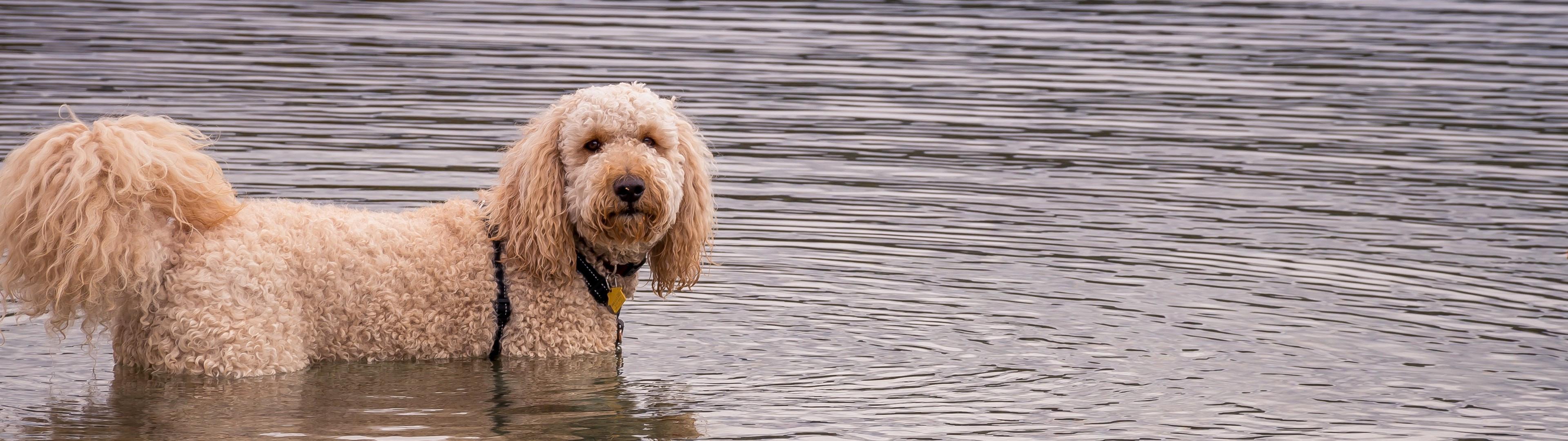 Water Dog Wallpapers - Top Free Water Dog Backgrounds - WallpaperAccess