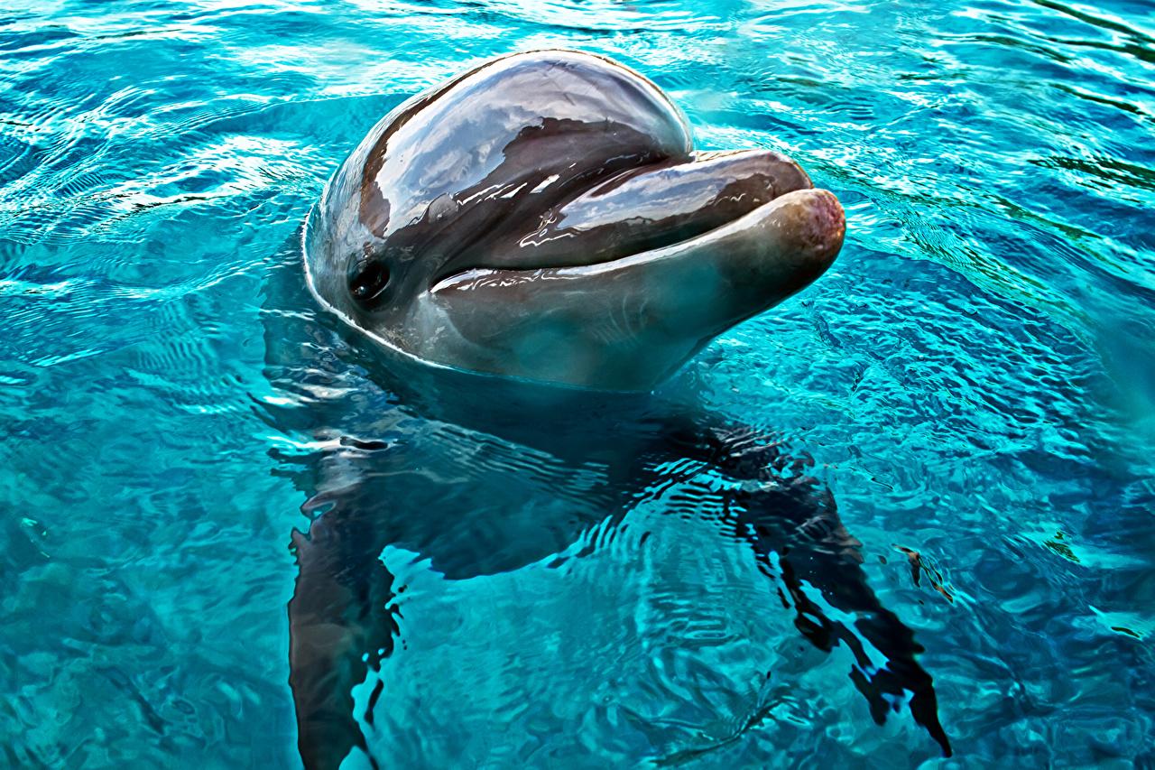 Water Animal Wallpapers - Top Free Water Animal Backgrounds ...