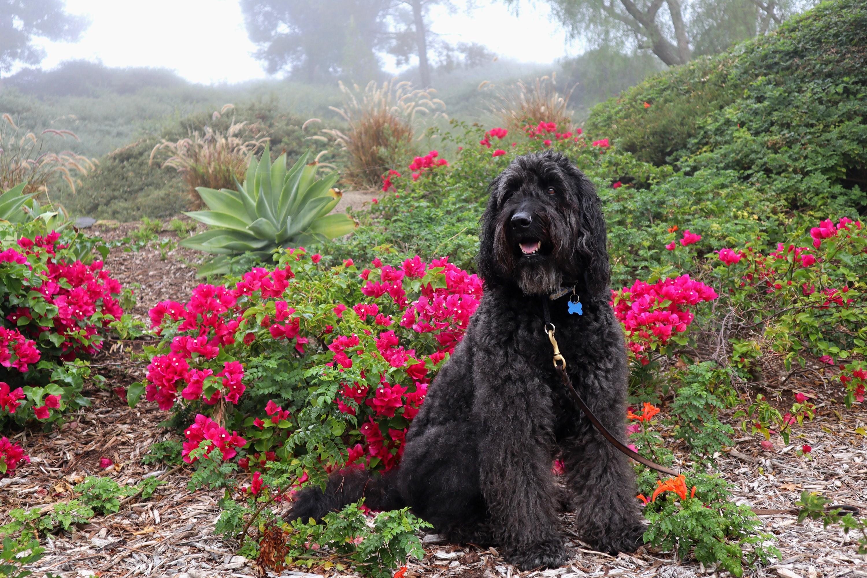 Water Dog Wallpapers - Top Free Water Dog Backgrounds - WallpaperAccess