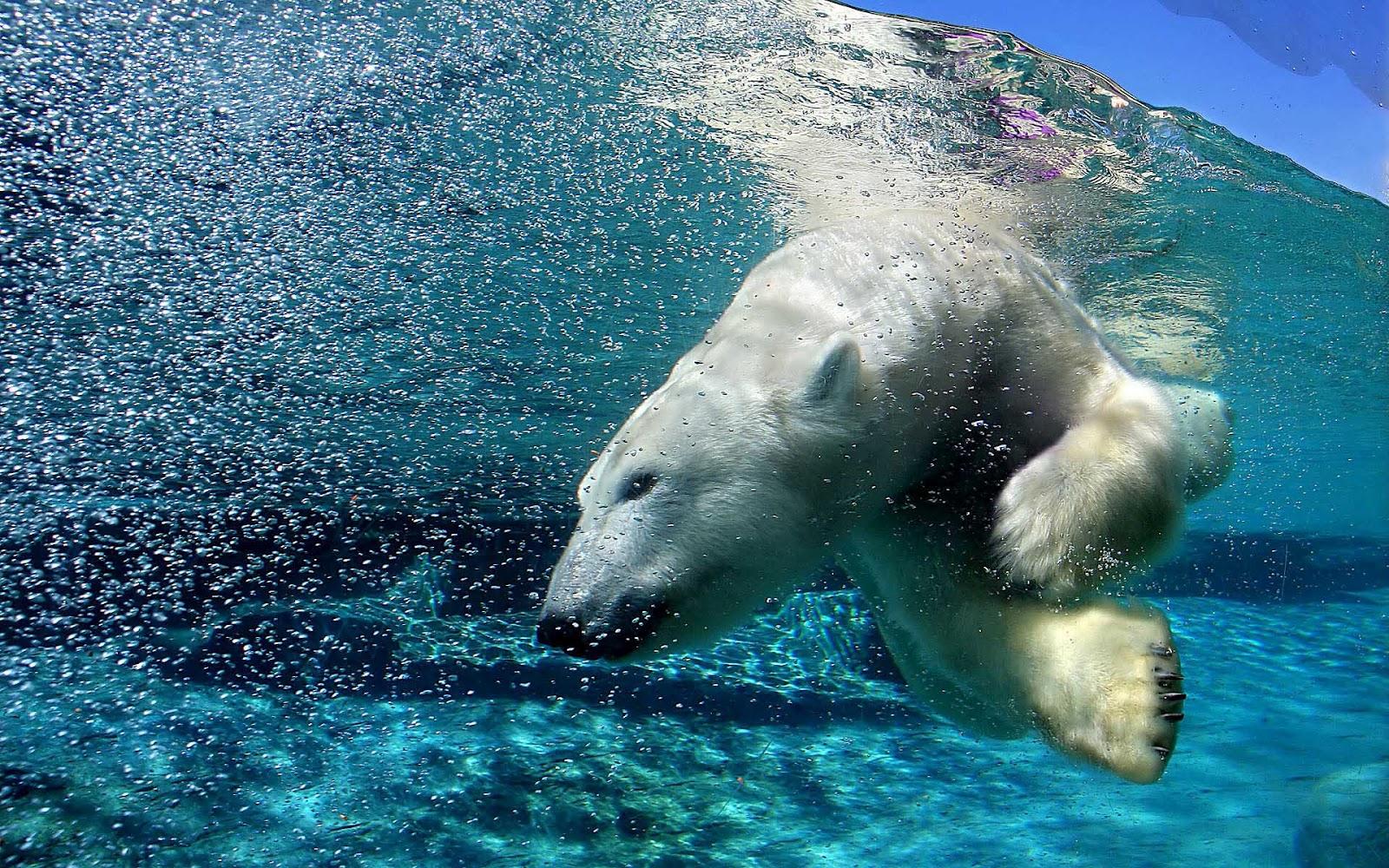 Water Animal Wallpapers - Top Free Water Animal Backgrounds ...