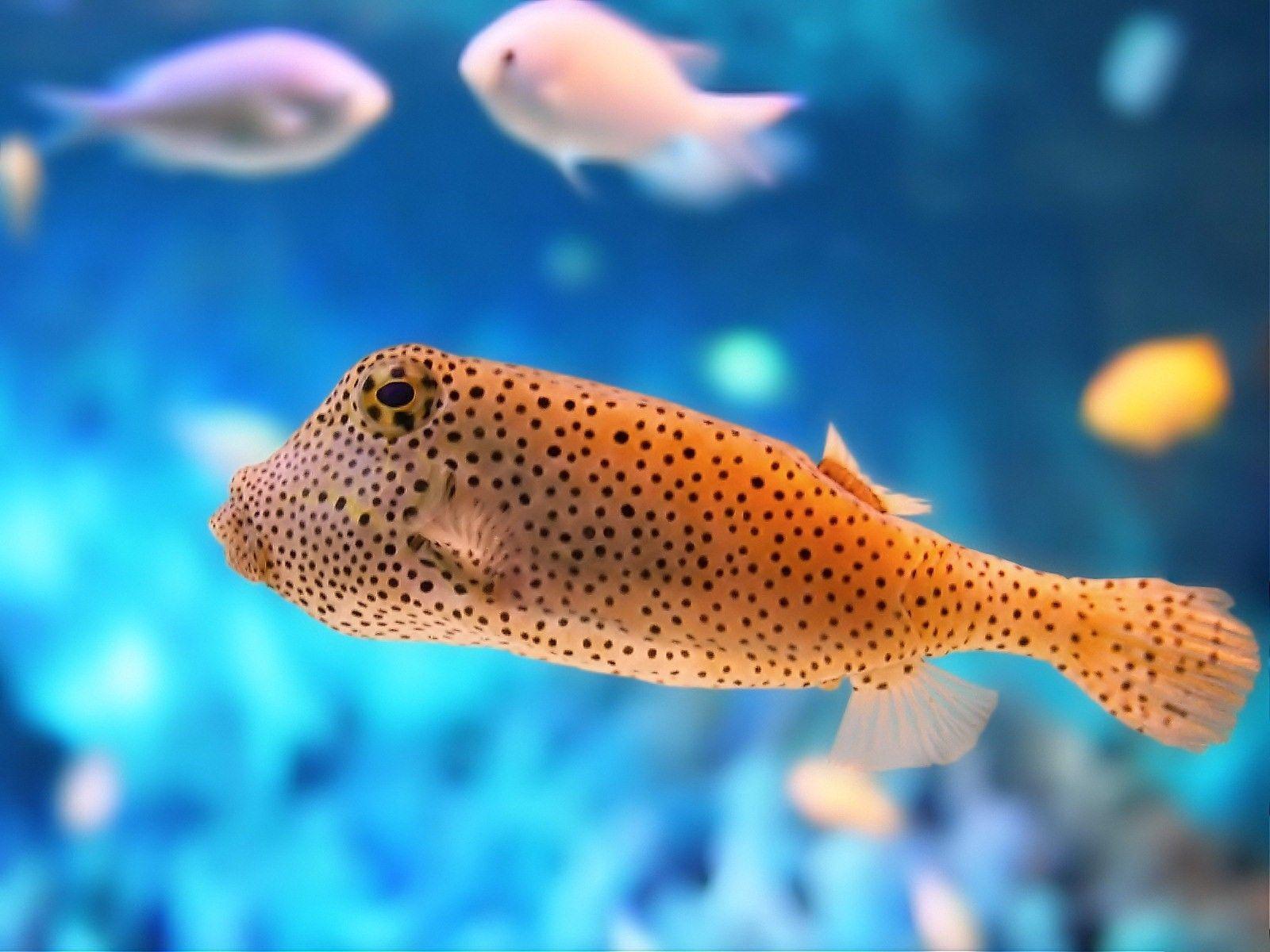 Water Animal Wallpapers - Top Free Water Animal Backgrounds ...