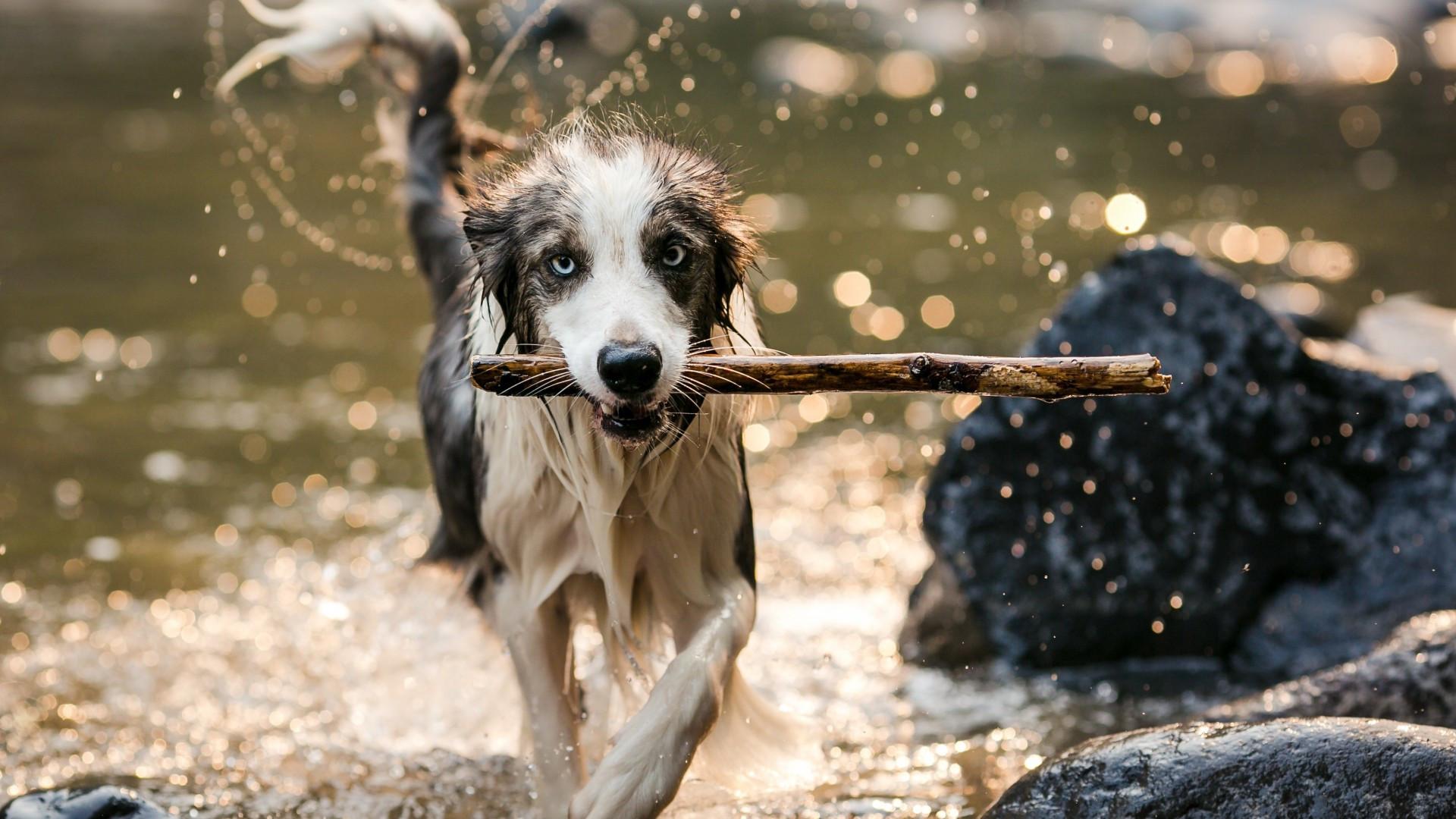 Water Dog Wallpapers - Top Free Water Dog Backgrounds - WallpaperAccess