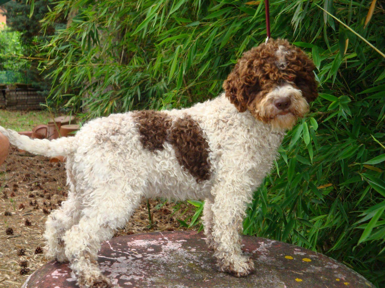 Water Dog Wallpapers - Top Free Water Dog Backgrounds - WallpaperAccess