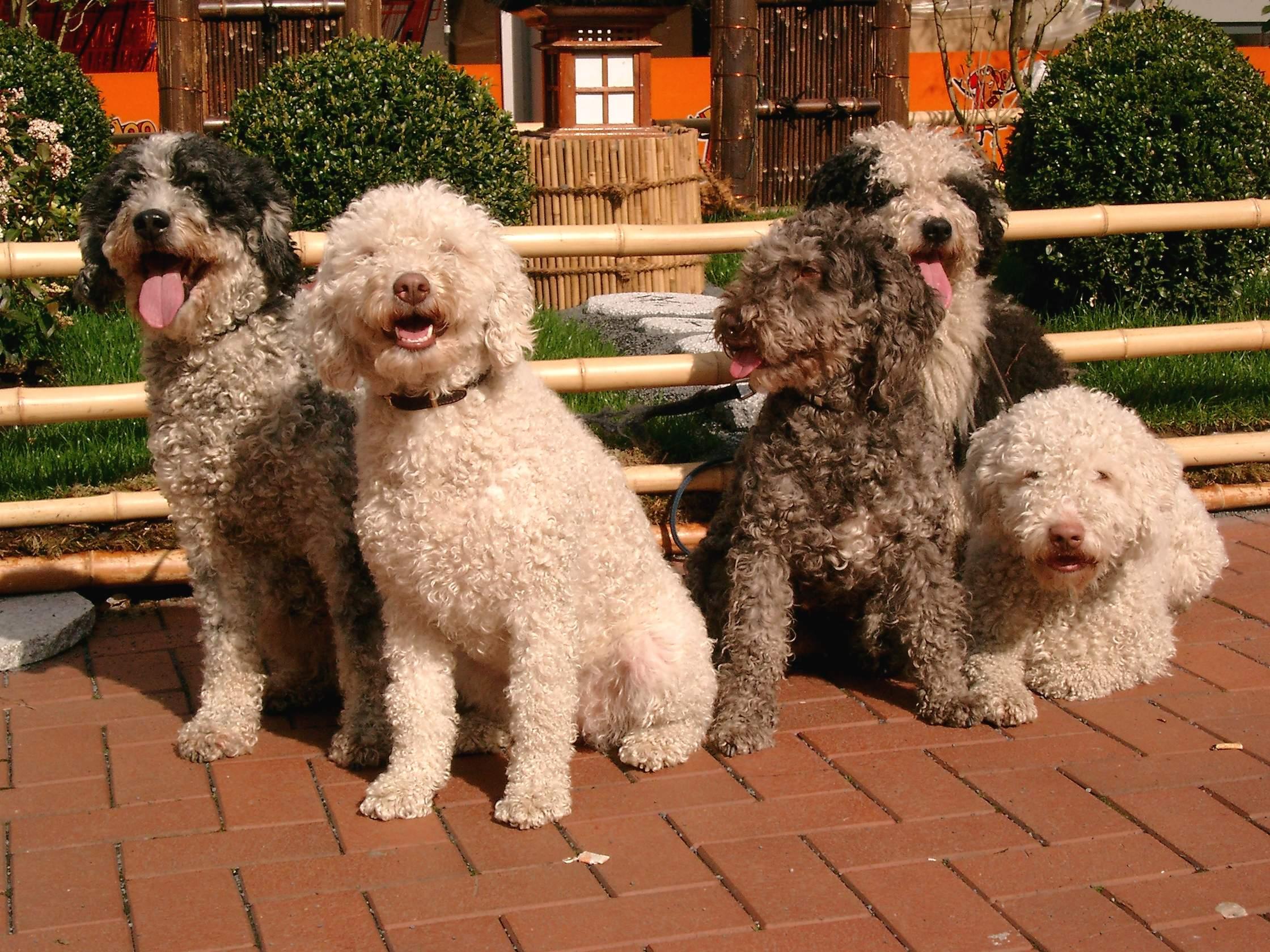 Water Dog Wallpapers - Top Free Water Dog Backgrounds - WallpaperAccess