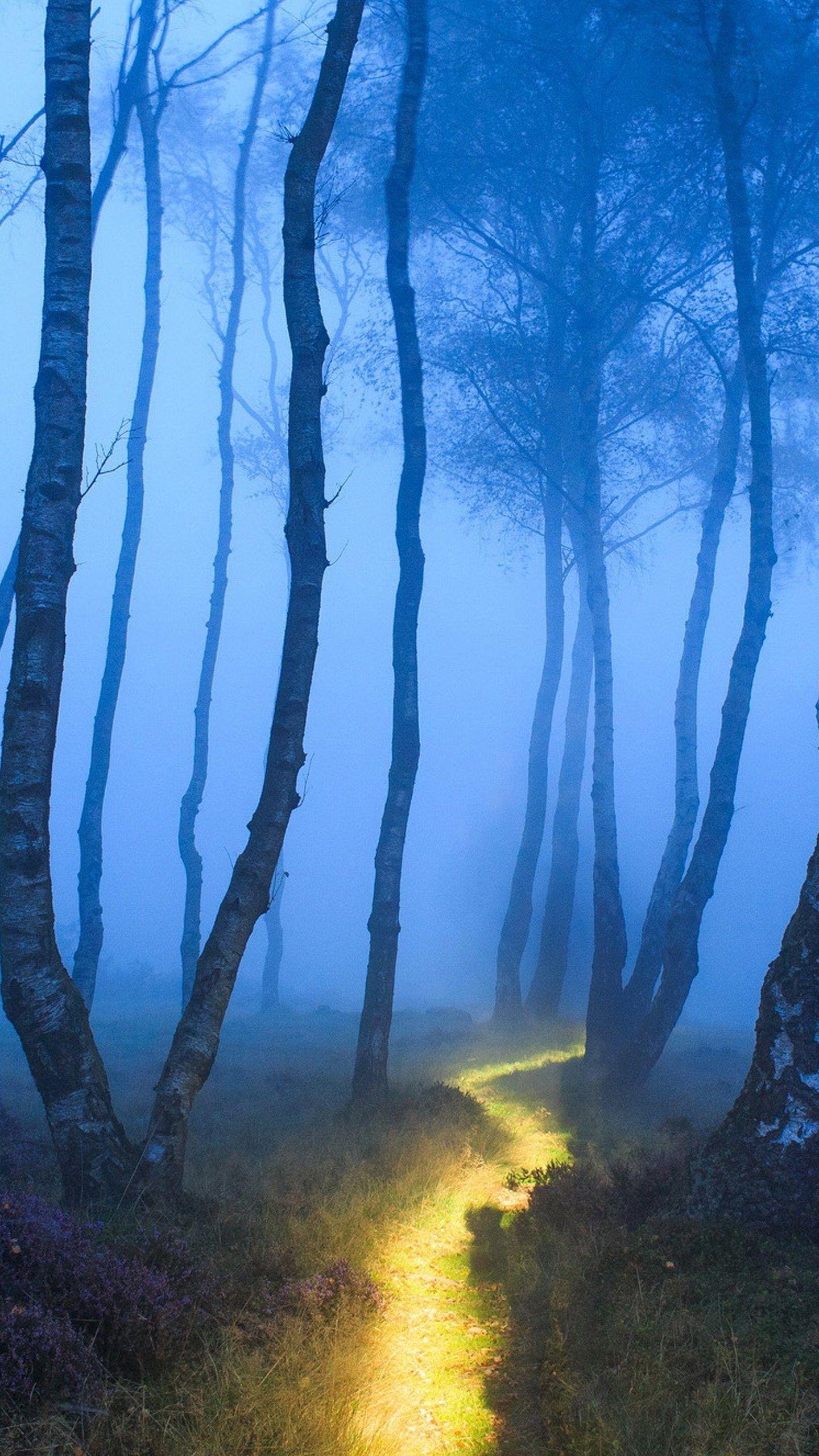 Forest Galaxy Wallpapers - Top Free Forest Galaxy Backgrounds ...