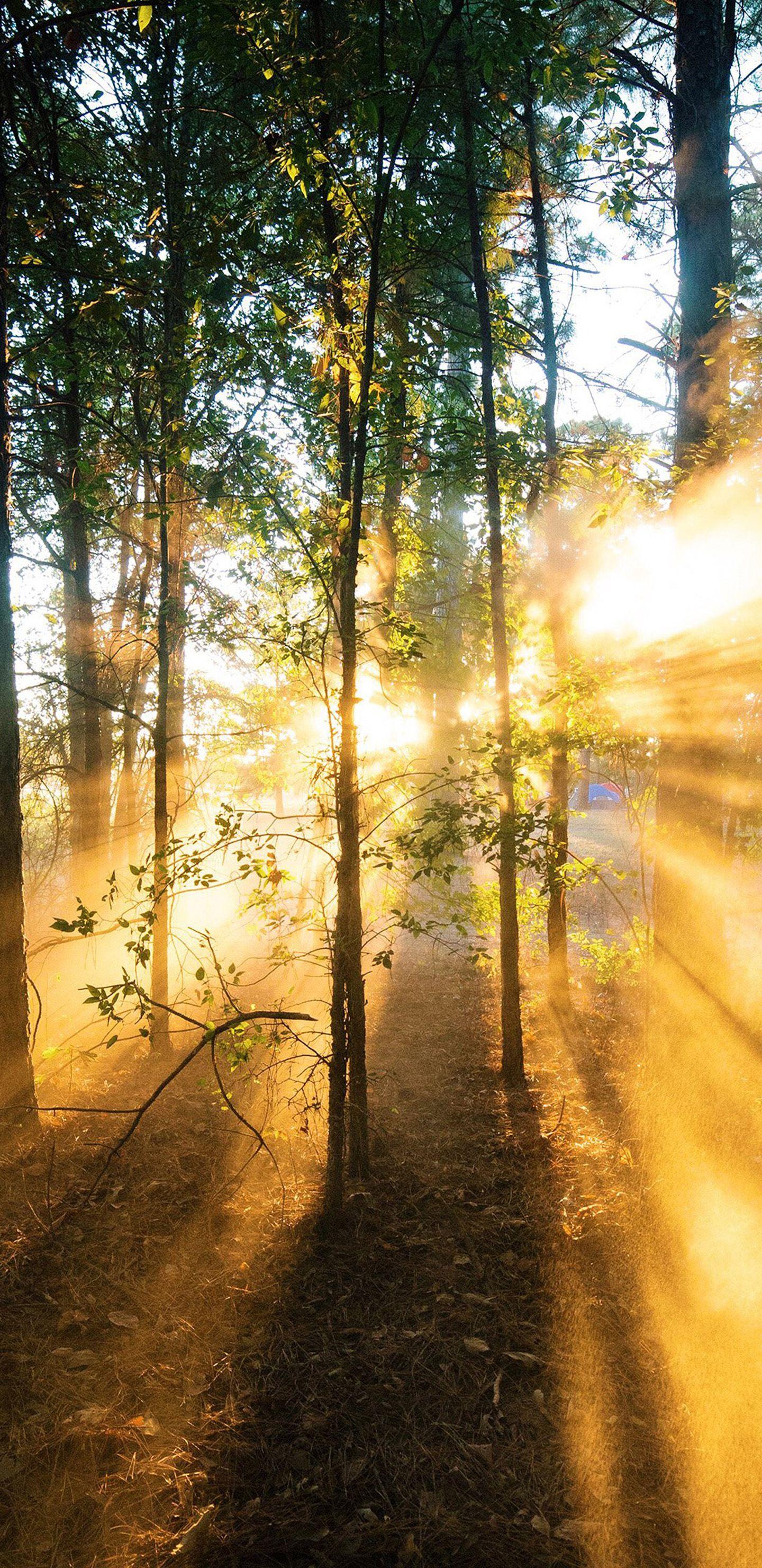 Forest Galaxy Wallpapers - Top Free Forest Galaxy Backgrounds ...