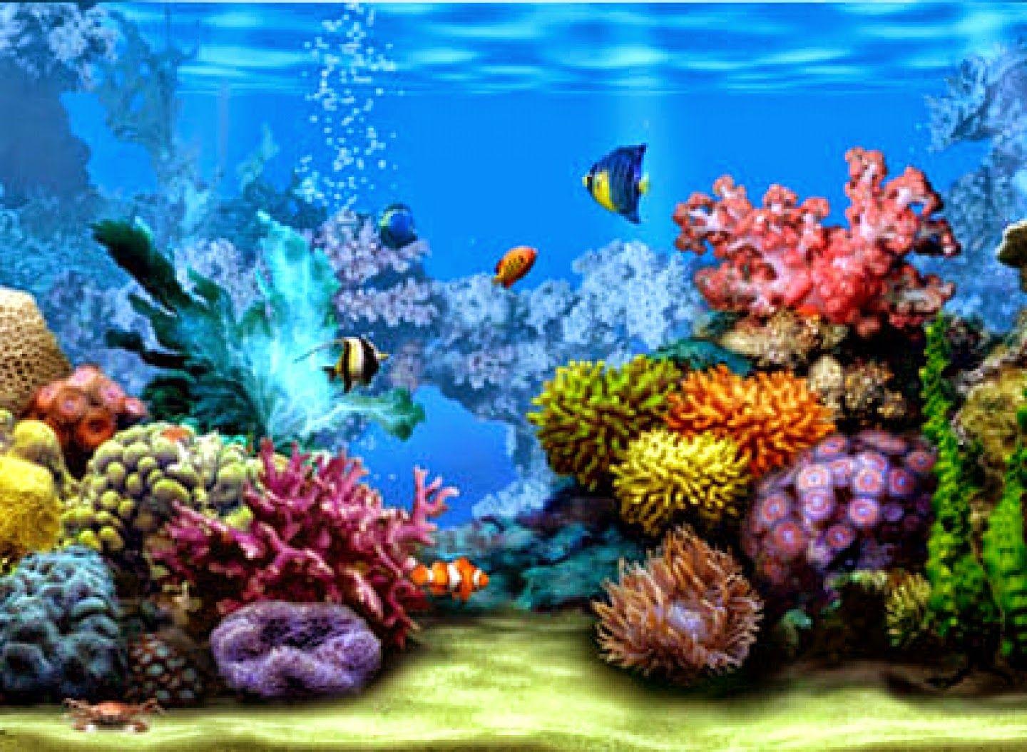 Coral Reef Computer Wallpapers - Top Free Coral Reef Computer ...