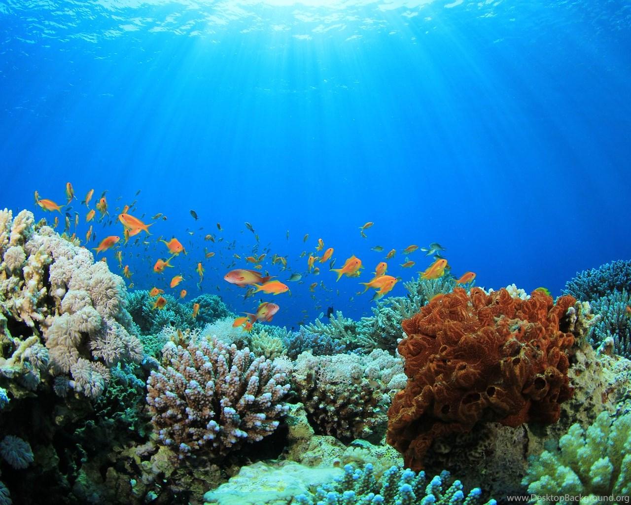 Coral Reef Computer Wallpapers - Top Free Coral Reef Computer ...