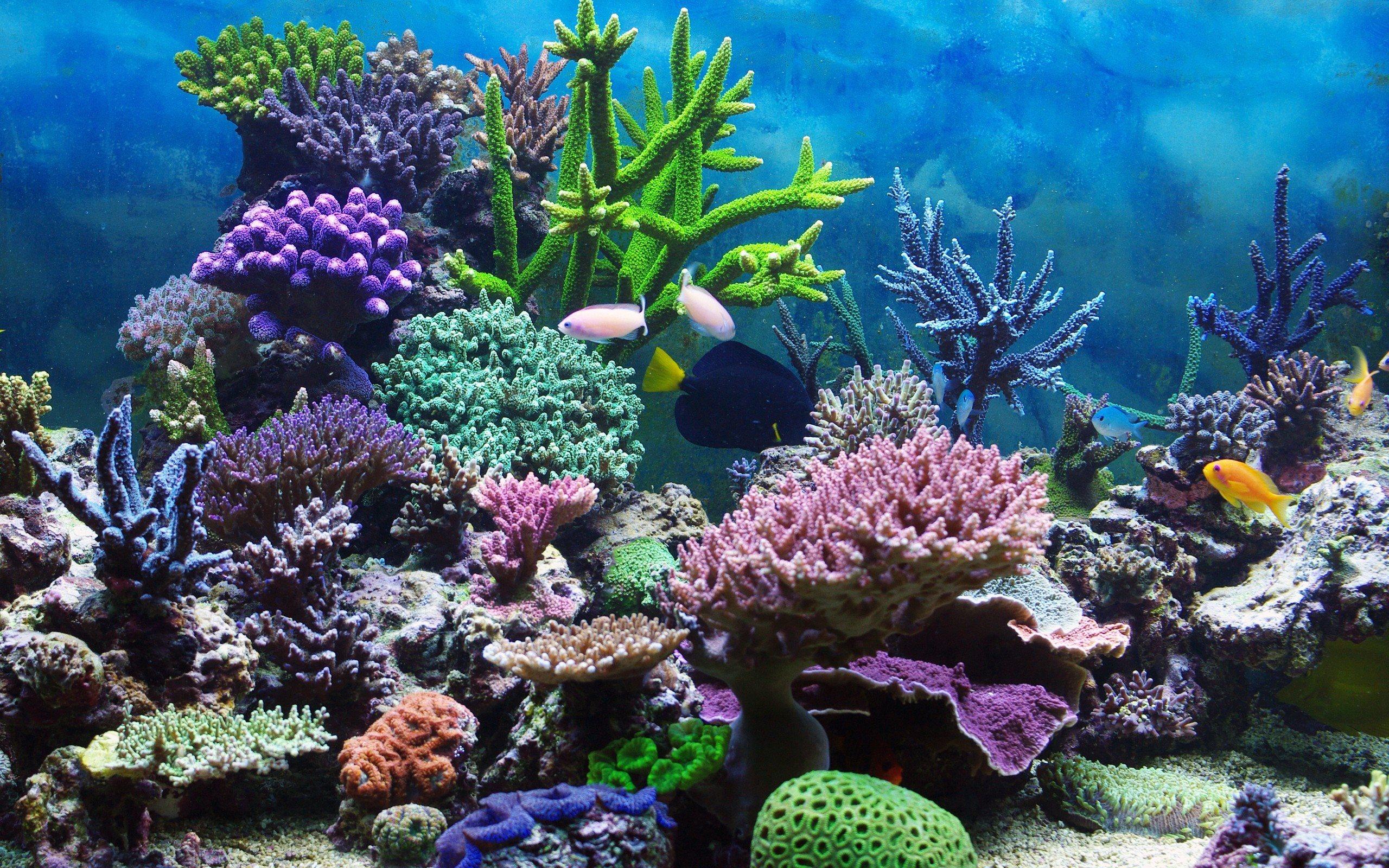 Coral Reef Computer Wallpapers - Top Free Coral Reef Computer ...