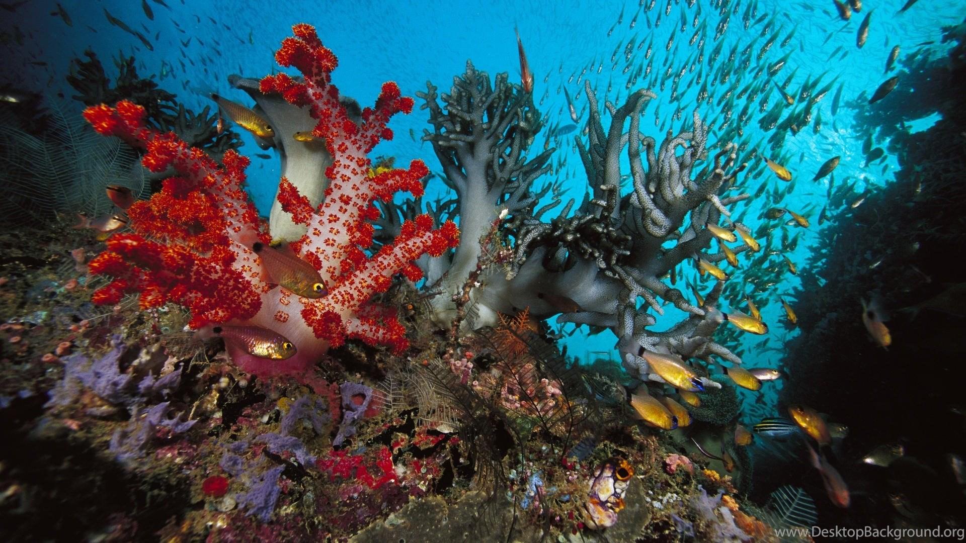 Coral Reef Computer Wallpapers - Top Free Coral Reef Computer ...