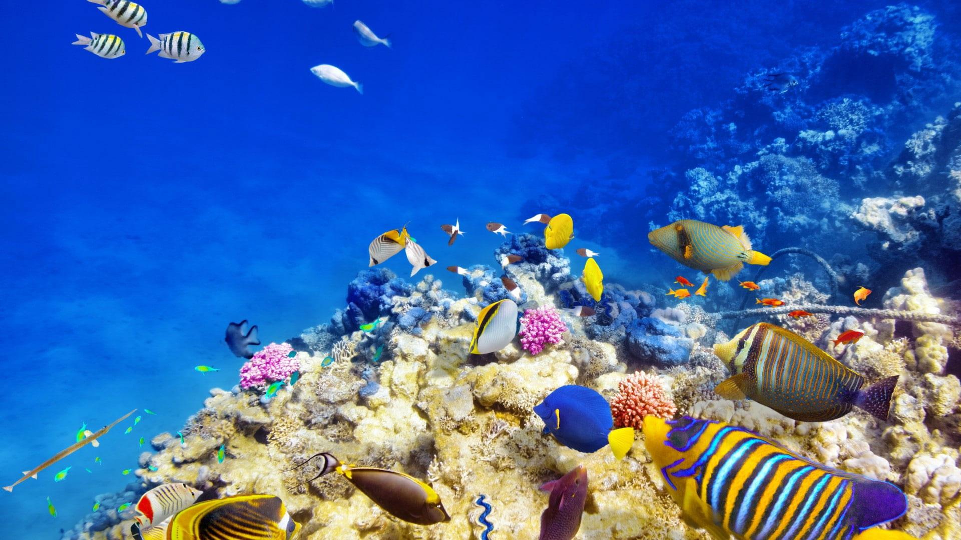 Coral Reef Computer Wallpapers - Top Free Coral Reef Computer ...