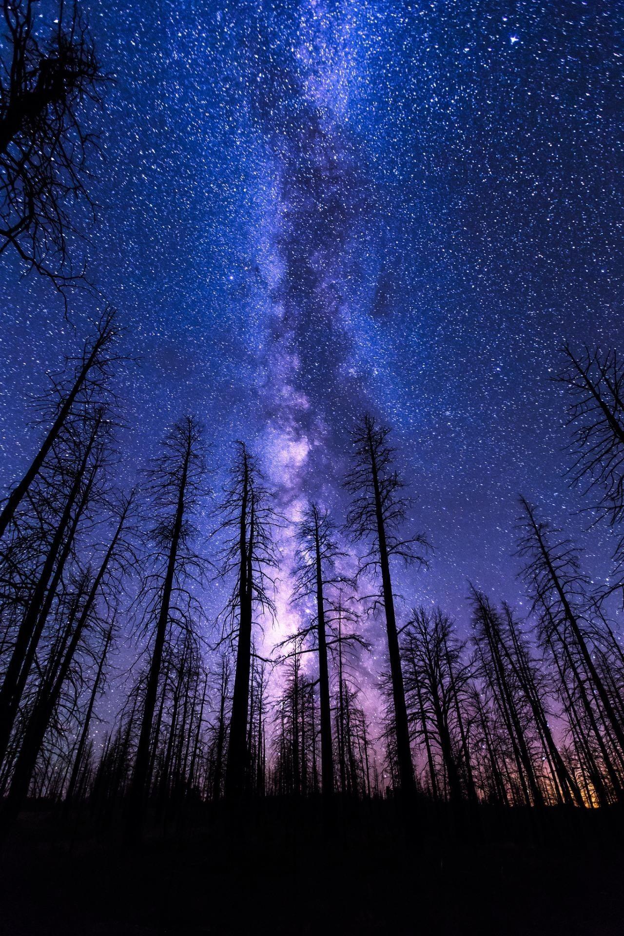 Forest Galaxy Wallpapers - Top Free Forest Galaxy Backgrounds ...