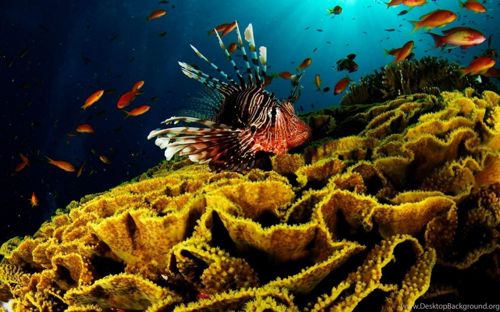 Coral Reef Computer Wallpapers - Top Free Coral Reef Computer ...
