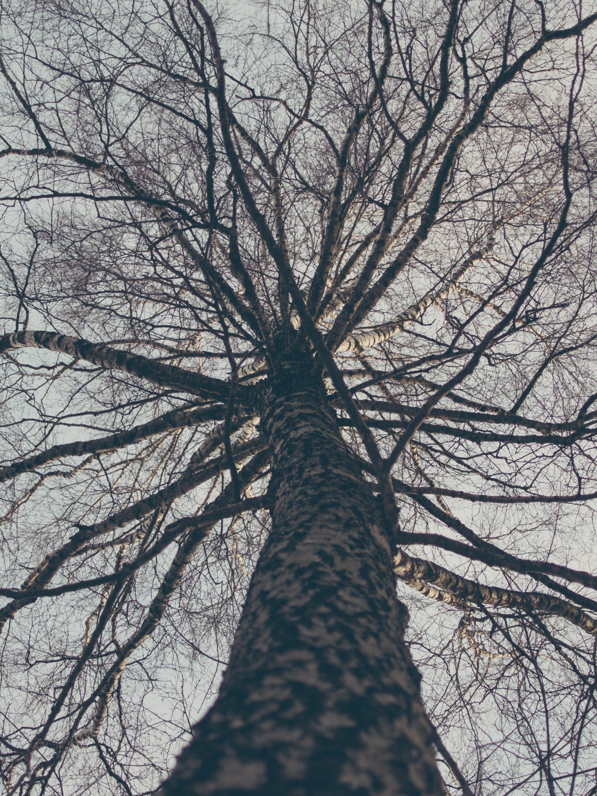 Branch Wallpapers - Top Free Branch Backgrounds - WallpaperAccess