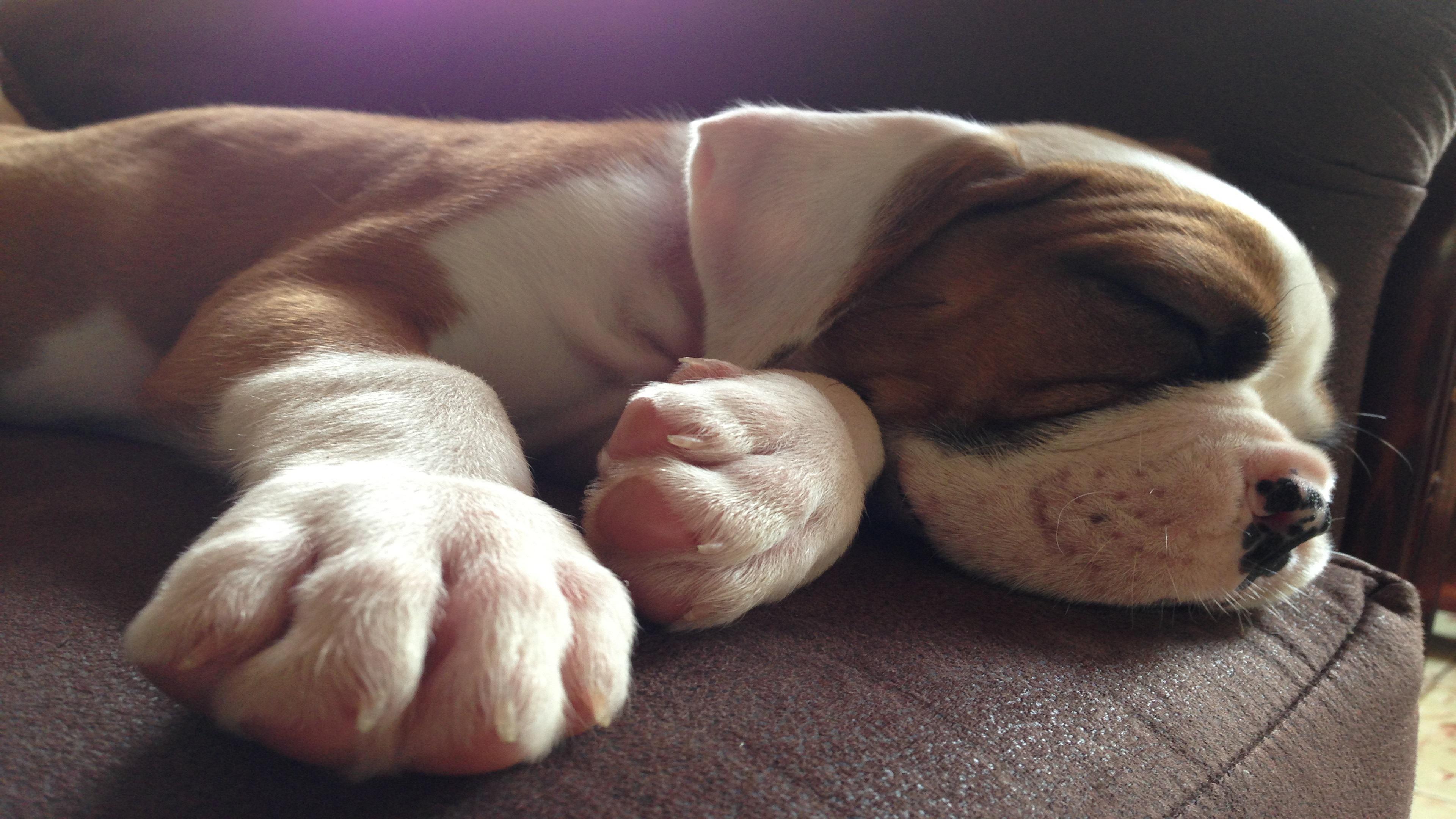 Sleepy Cute Wallpapers - Top Free Sleepy Cute Backgrounds - WallpaperAccess