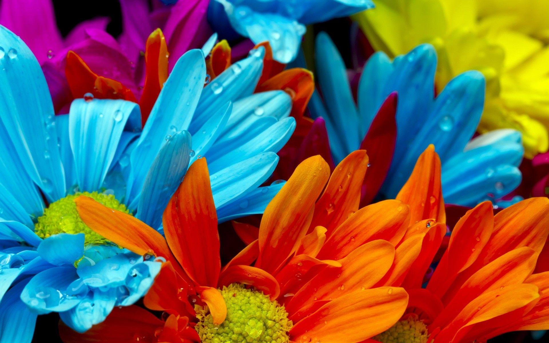 Colorful Nature Flowers Wallpapers - Top Free Colorful Nature Flowers ...